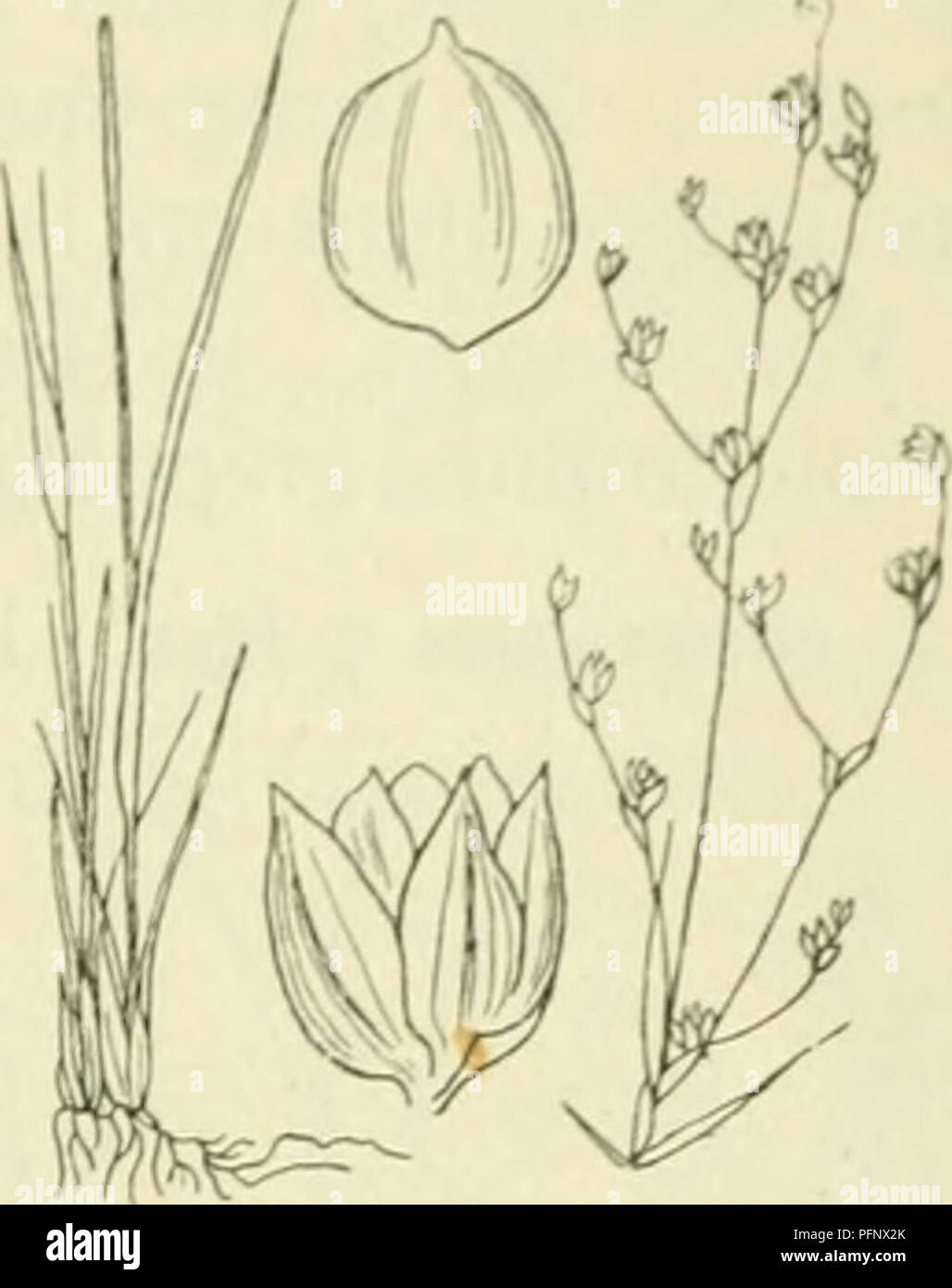 This botanical text provides a detailed description of the Juncus ...
