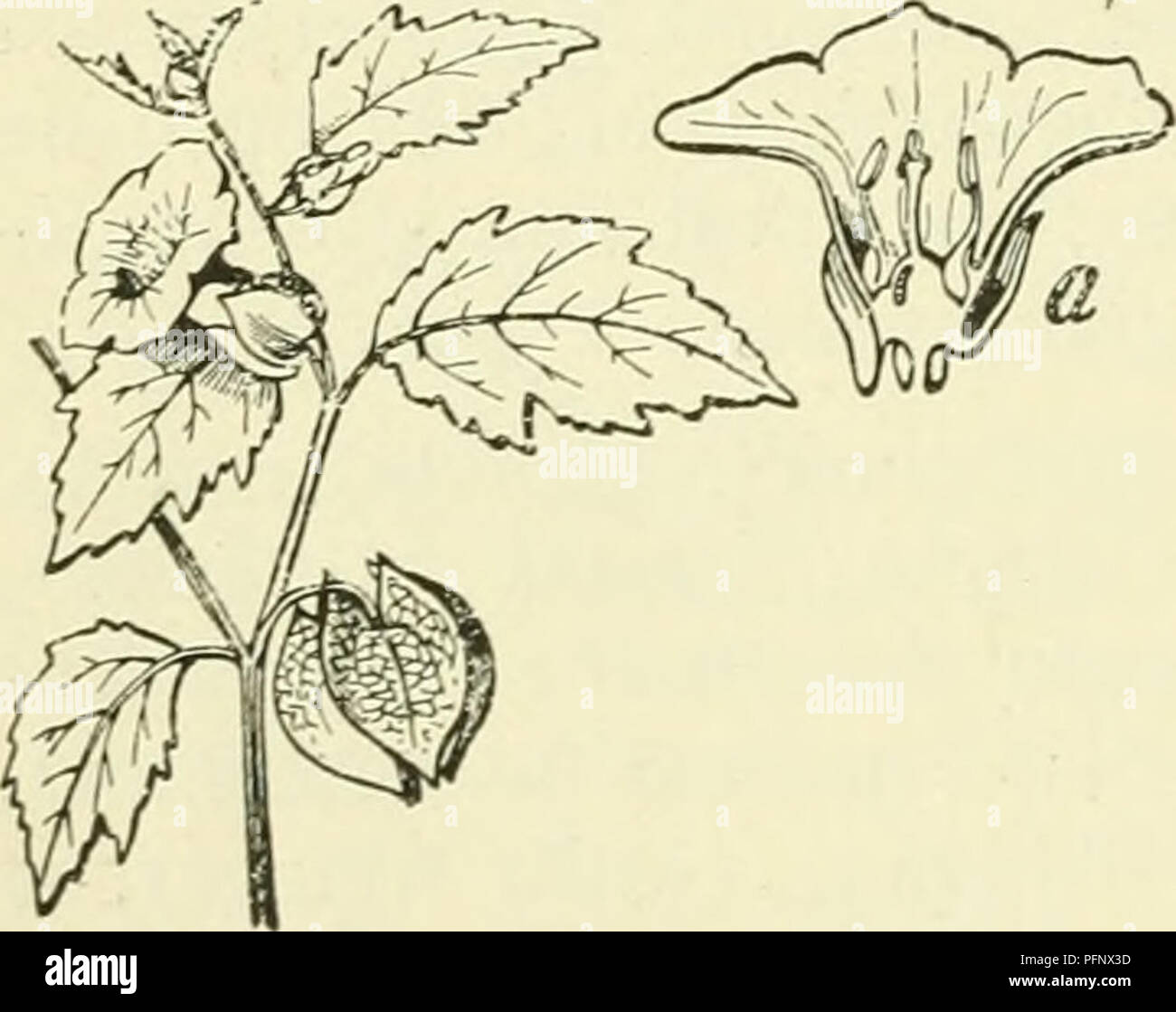 This work details the plant Nicandra physaloides, also known as the ...