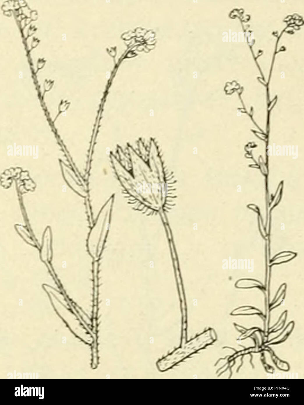 This work focuses on the flora of the Netherlands, providing detailed ...