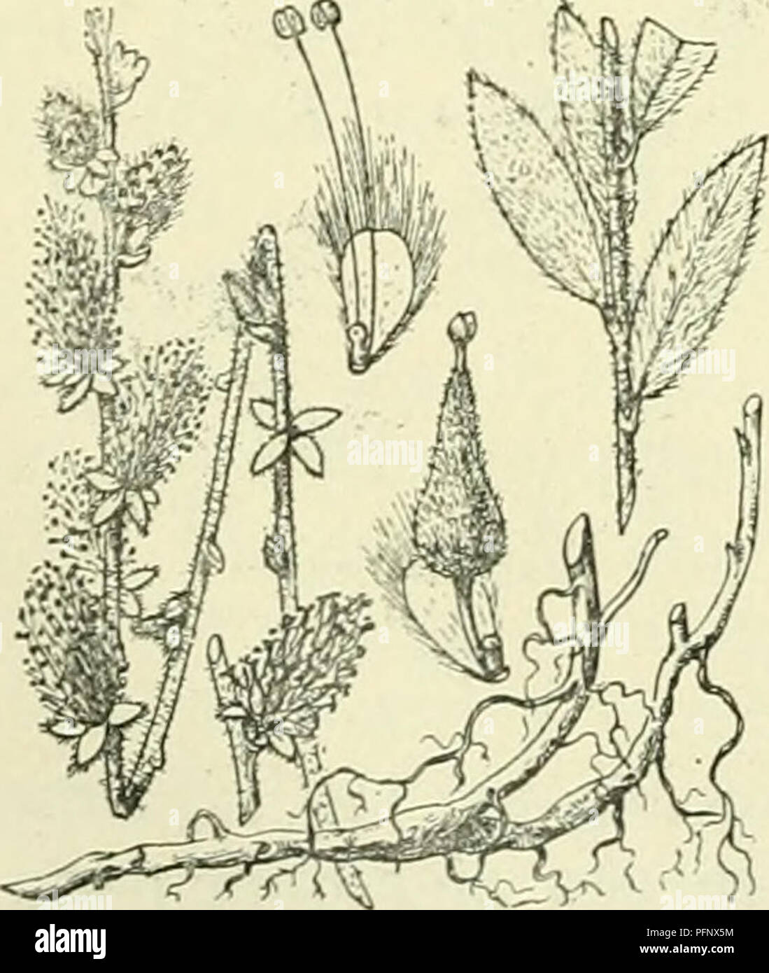 The Salicaceae family includes plants with small, often red or yellow ...