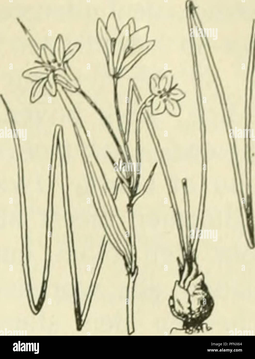 A detailed botanical description of the Liliaceae family in the ...