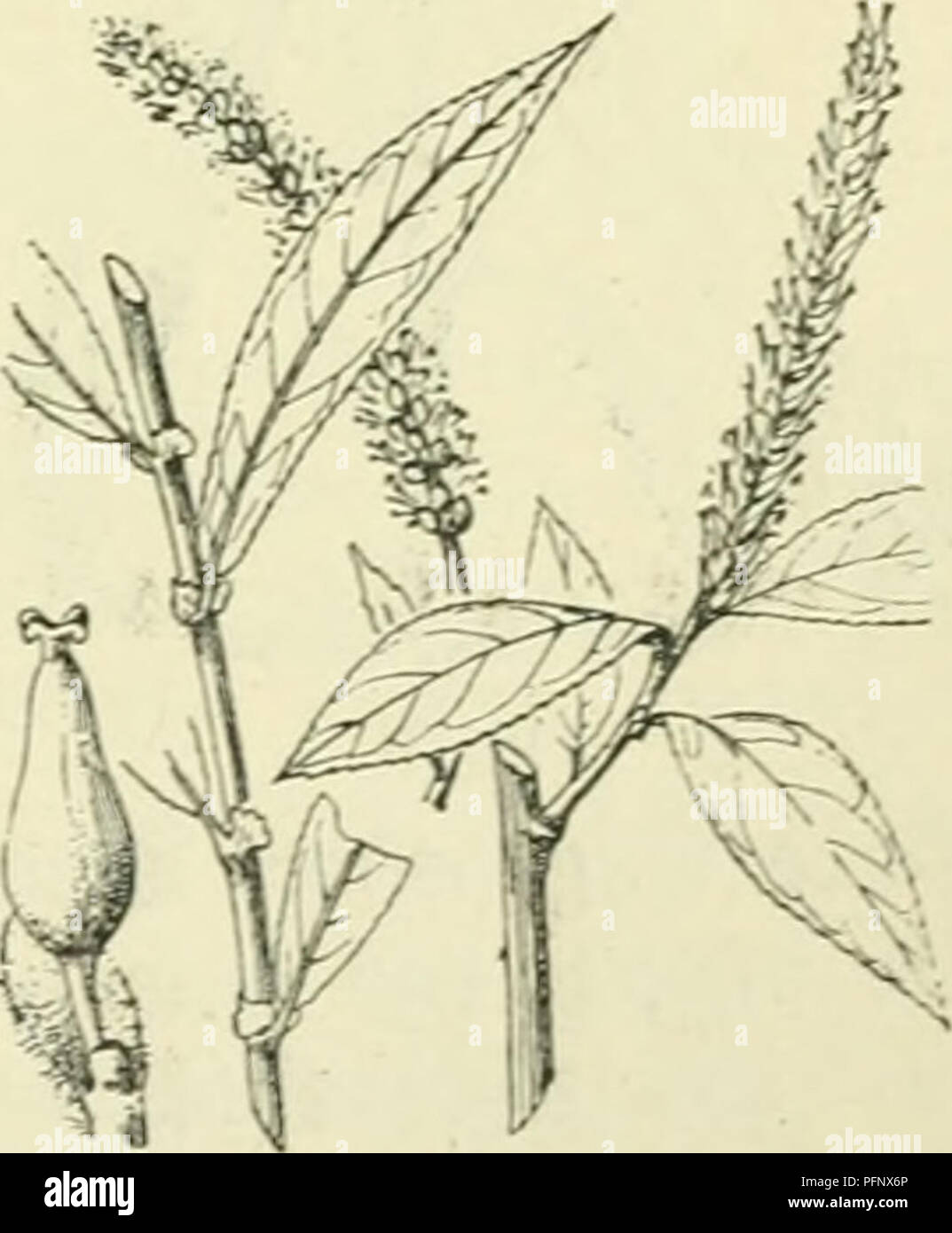 This work focuses on the plant family Salicaceae, detailing species of ...