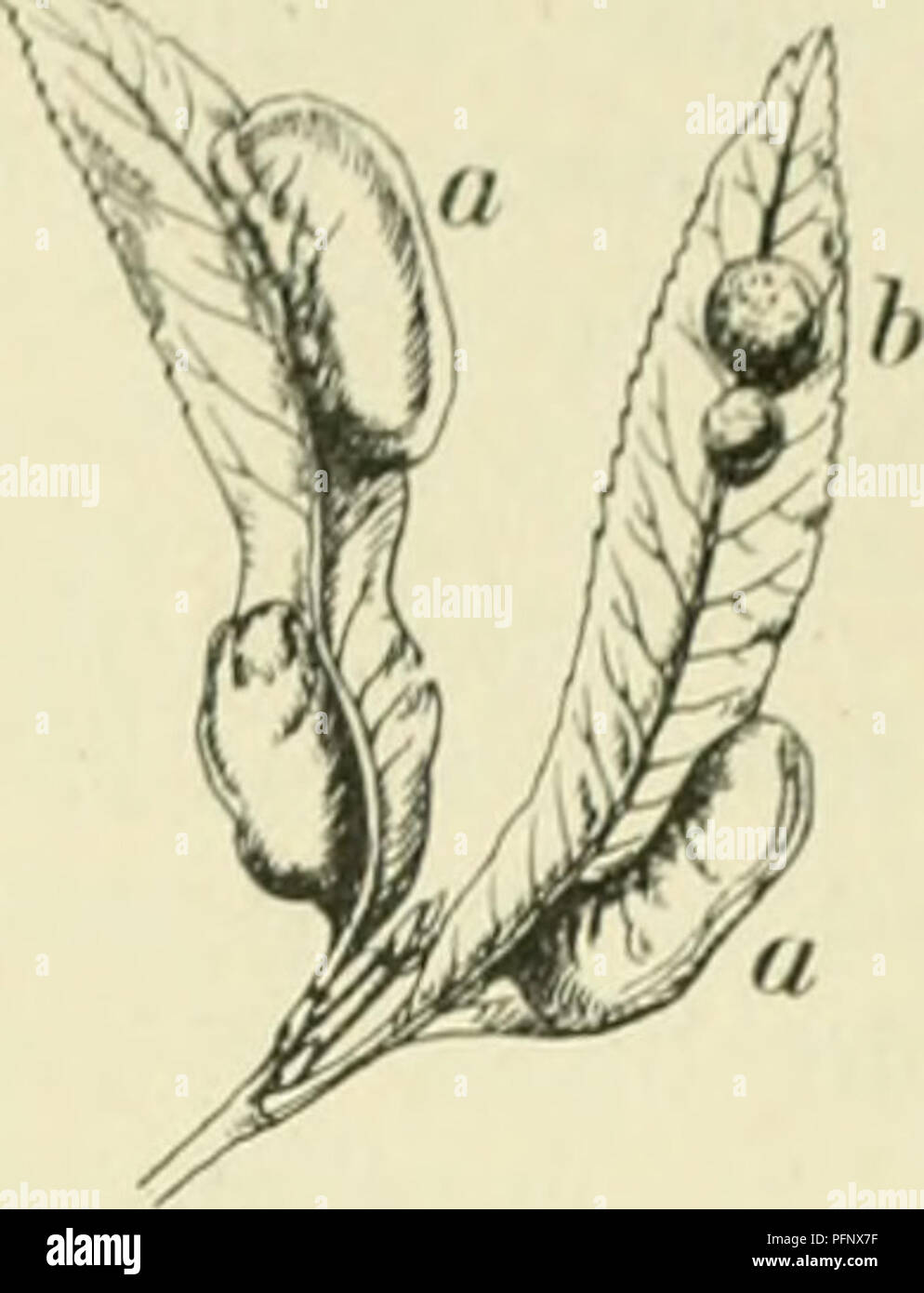 This illustration from *De flora van Nederland* presents a detailed ...