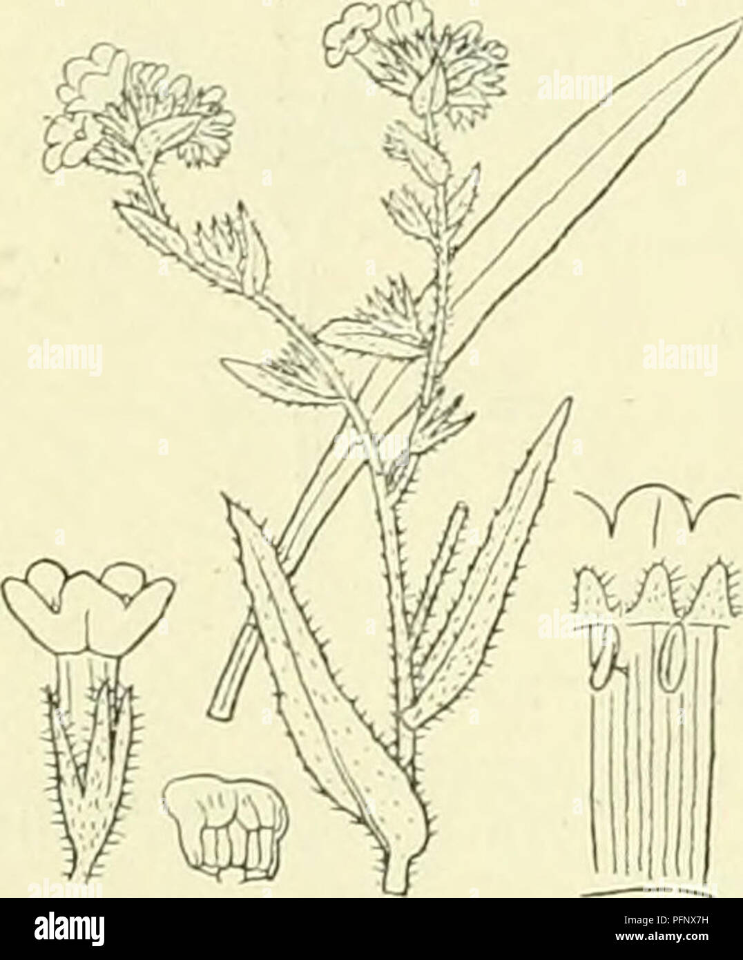 Anchusa italica hi-res stock photography and images - Alamy