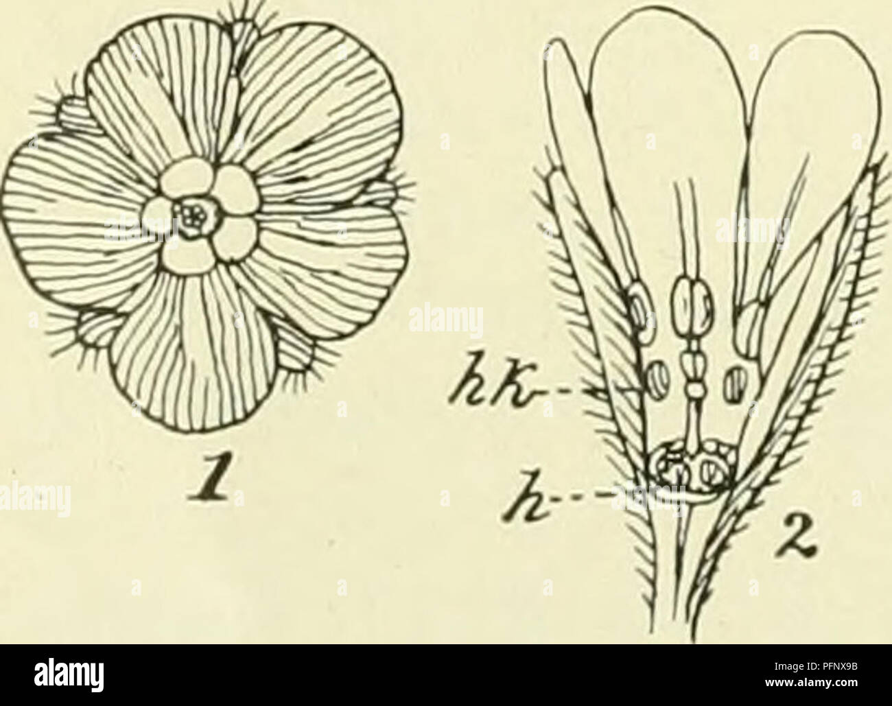 Hendrik van bloem hi-res stock photography and images - Alamy