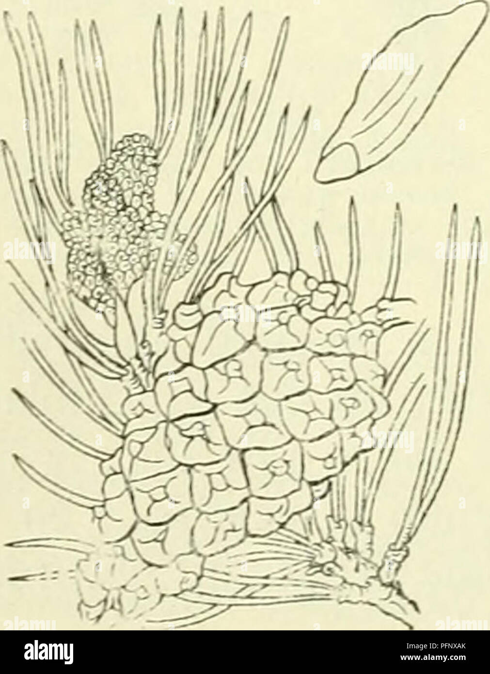 *De flora van Nederland* discusses the reproductive process of conifers ...