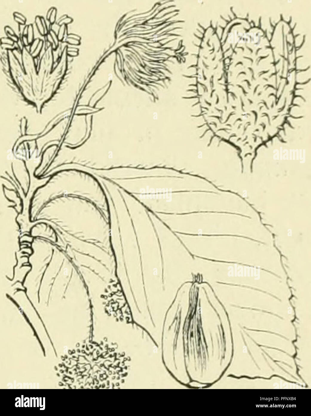 This work explores the flora of the Netherlands, providing detailed ...
