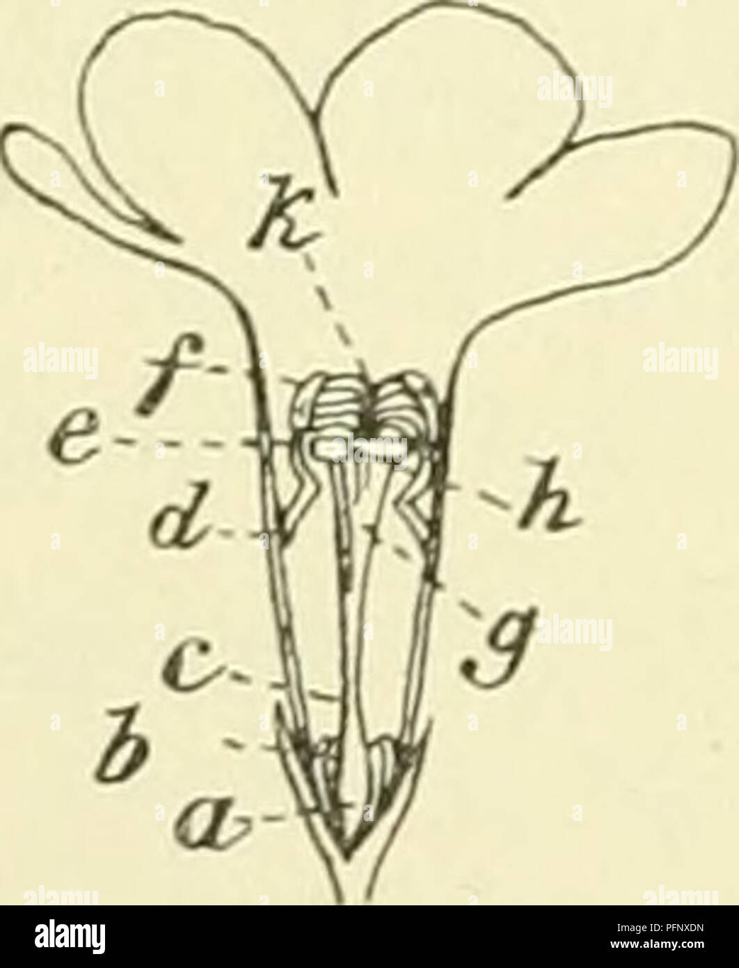 . De flora van Nederland. Plants. Vinca minor Fig. 73. a. deel van den ...