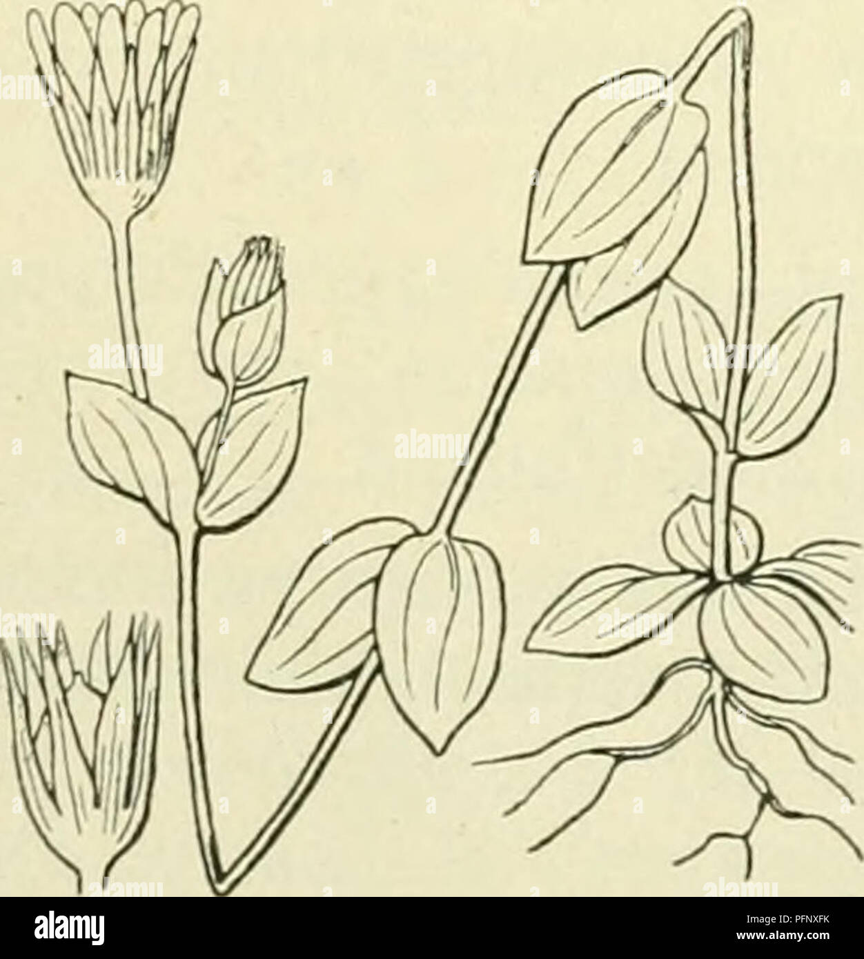 Penwortel hi-res stock photography and images - Alamy