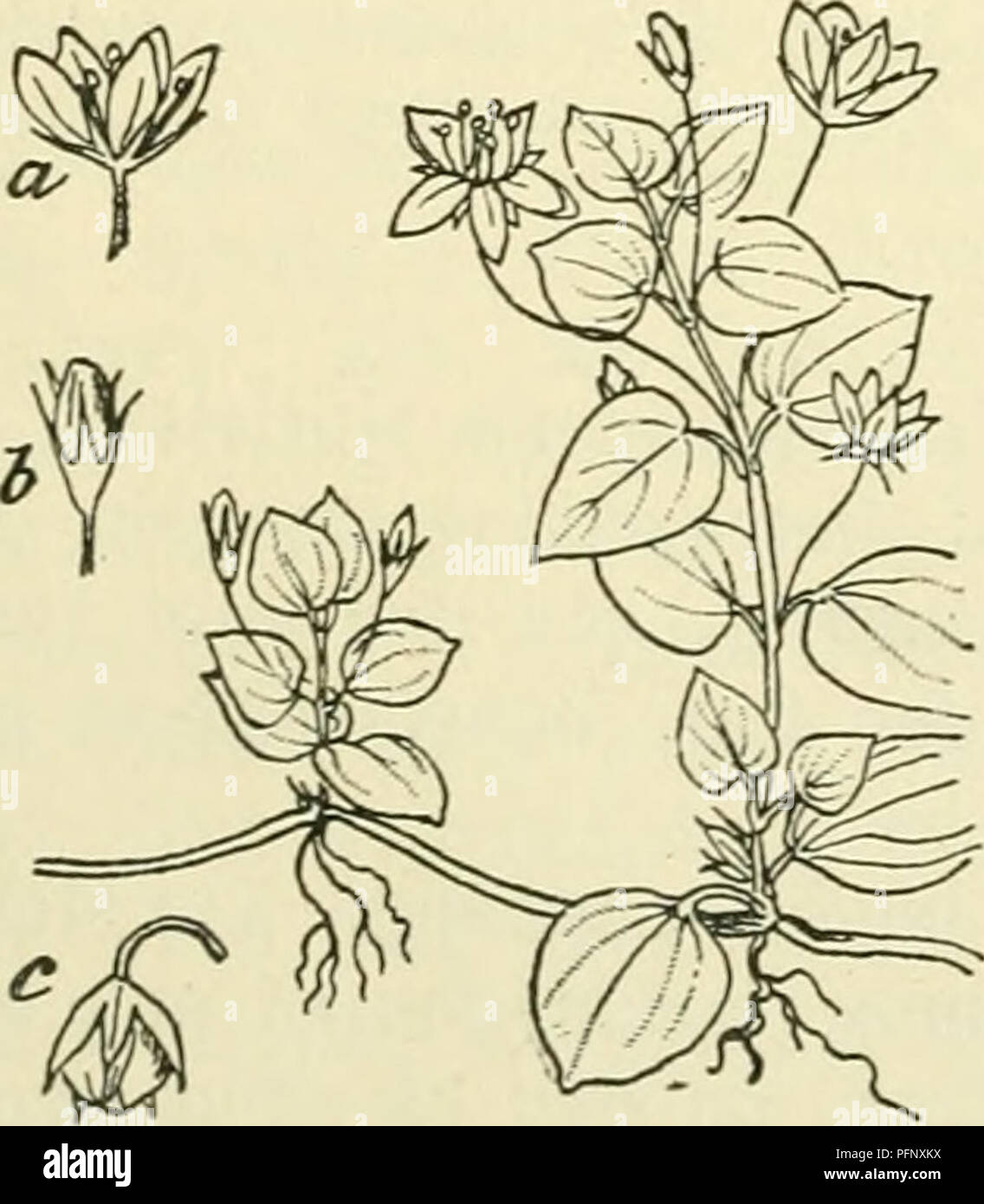 This botanical work focuses on the flora of the Netherlands, detailing ...