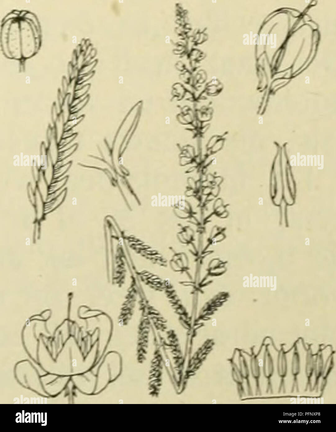 The book discusses the Ericaceae family, focusing on Andromeda ...