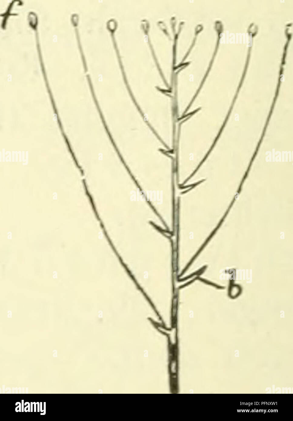 This botanical text provides a detailed description of plant species ...