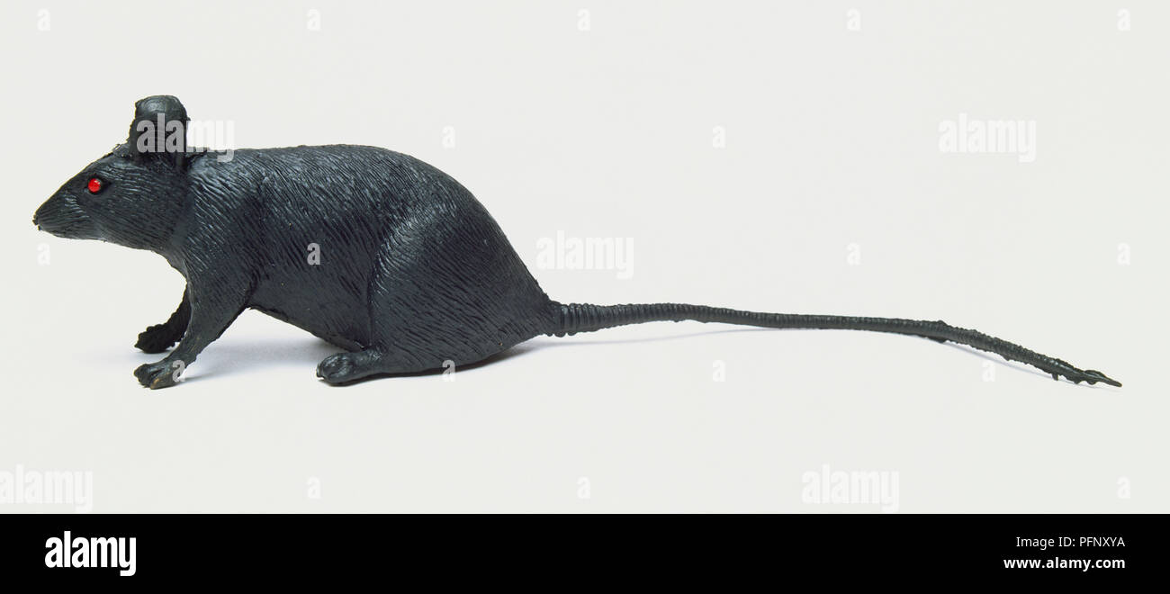 Black the rat hi-res stock photography and images - Alamy