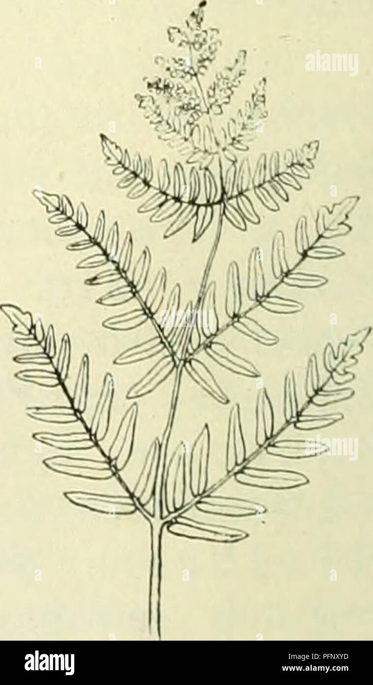 This botanical illustration is from Hendrik Heukels' 'De Flora van ...