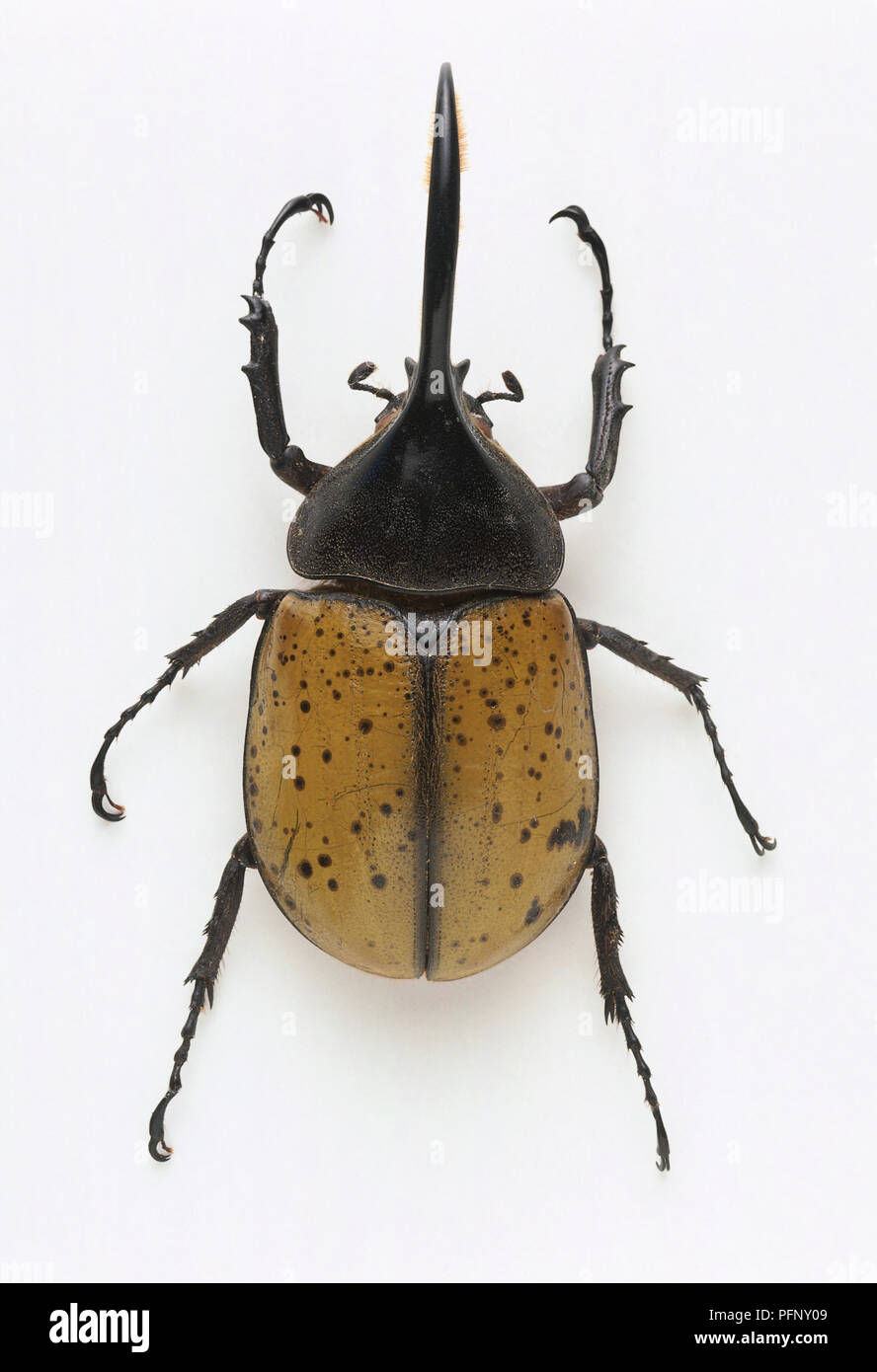 Male hercules beetle (Dynastes hercules), showing horn Stock Photo - Alamy