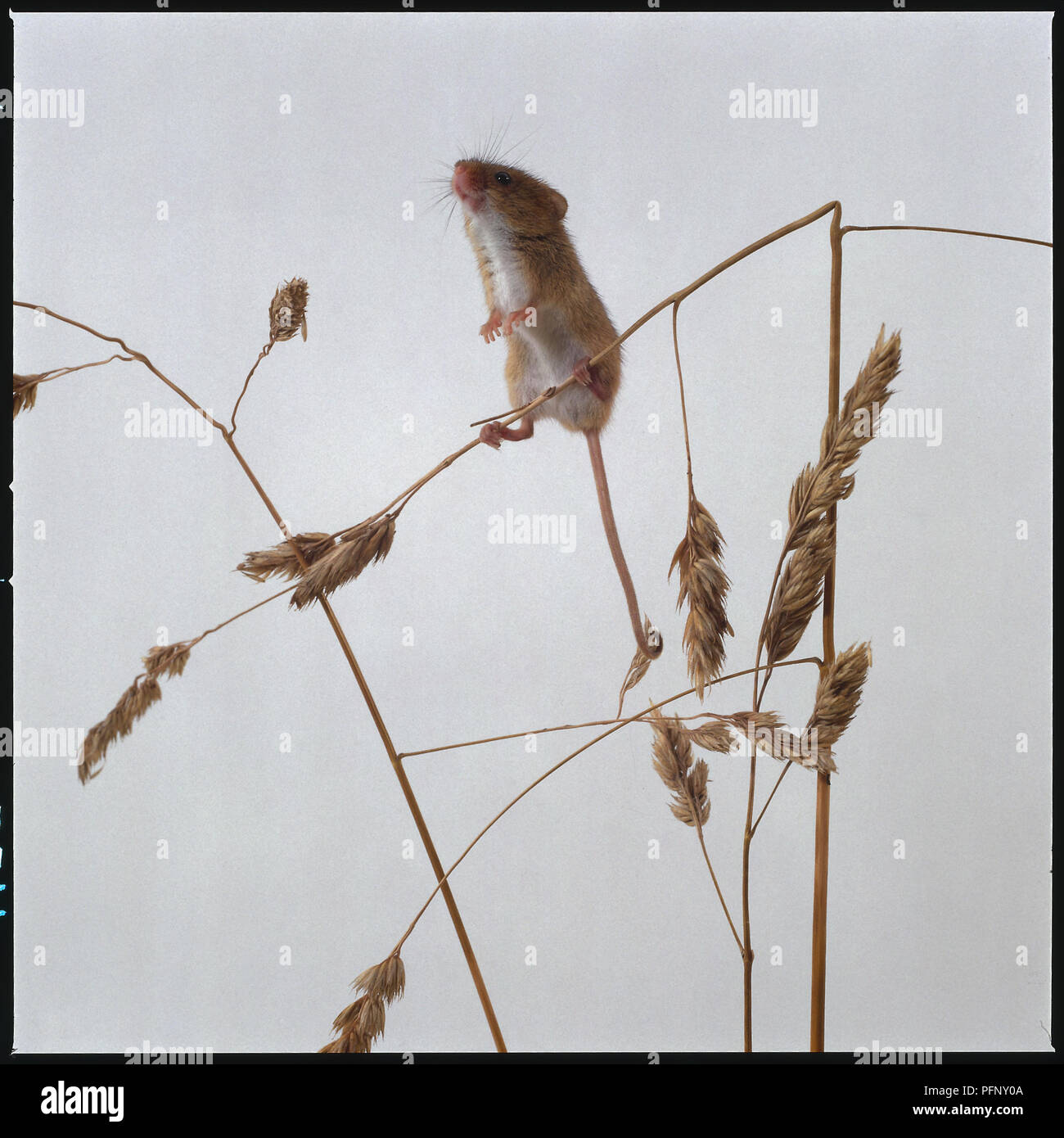Harvest mouse stalk hi-res stock photography and images - Alamy