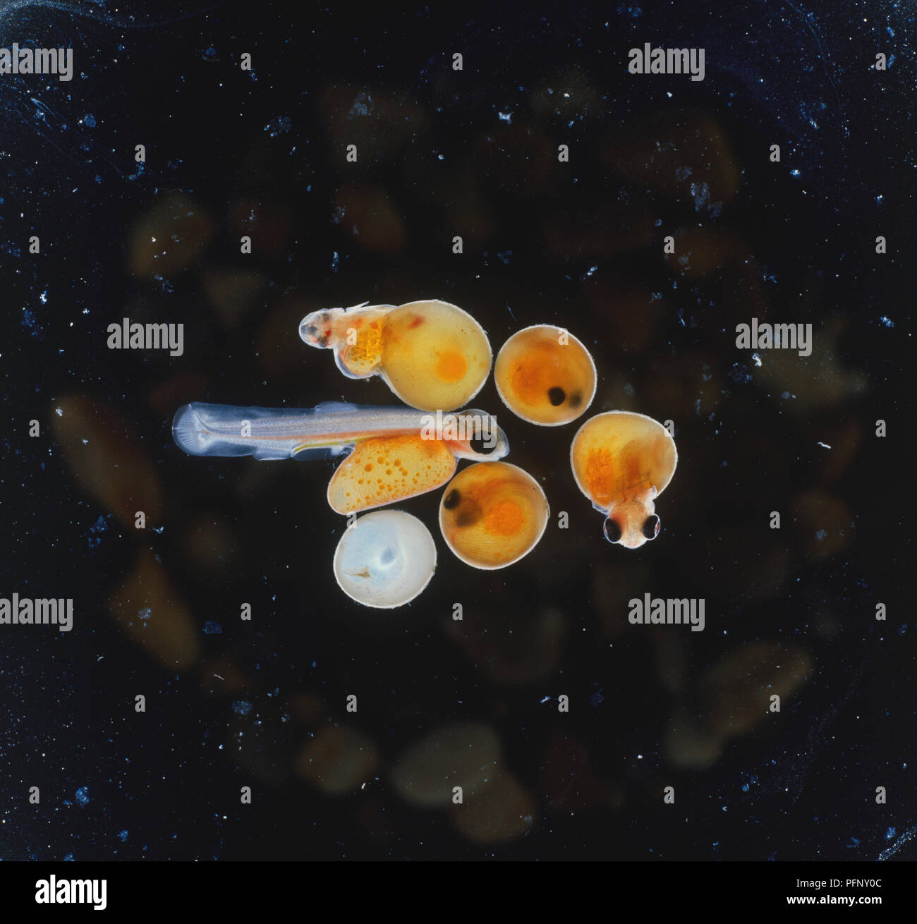 Yolk Sac High Resolution Stock Photography and Images - Alamy
