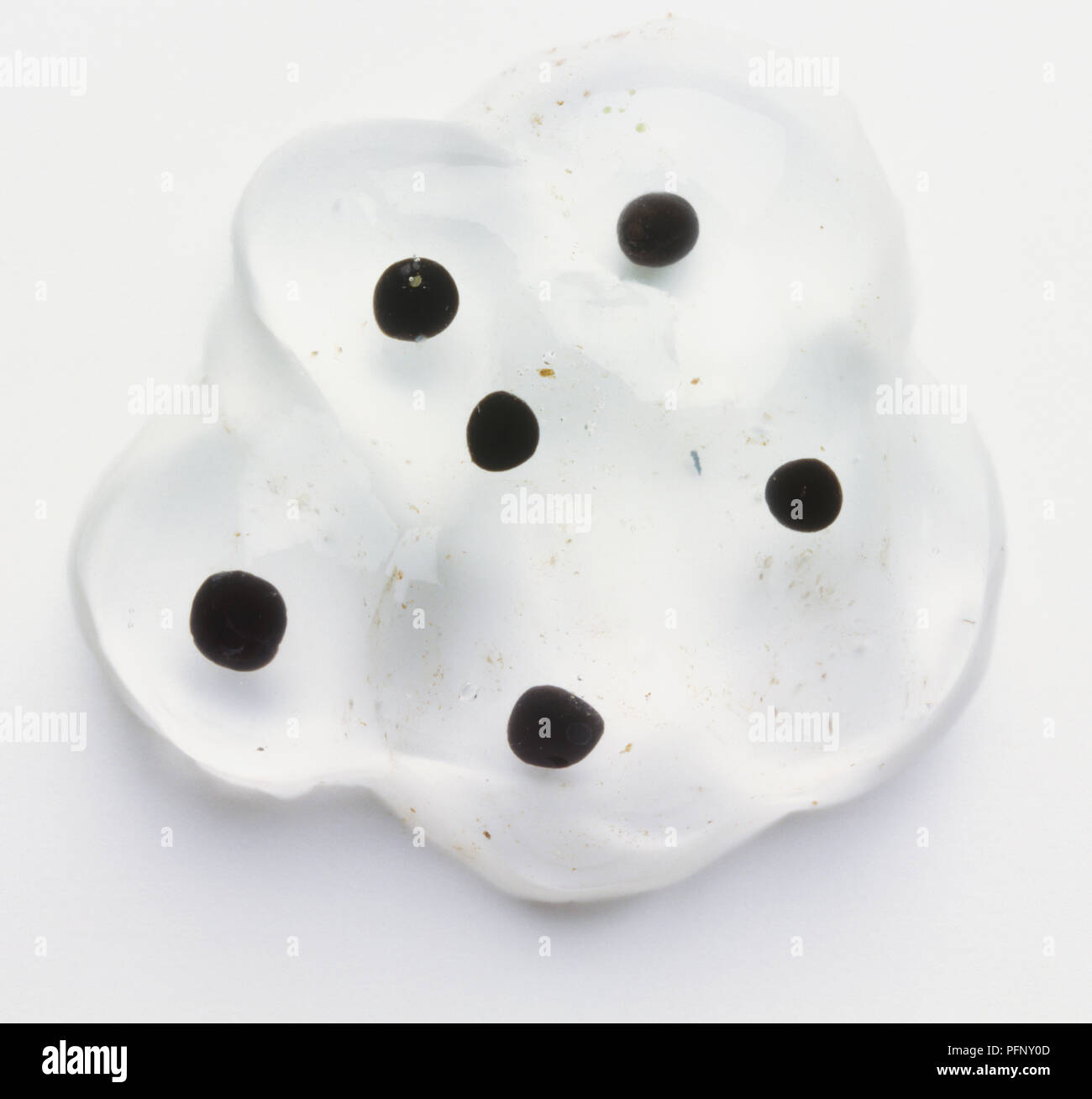 Frogspawn white hi-res stock photography and images - Alamy