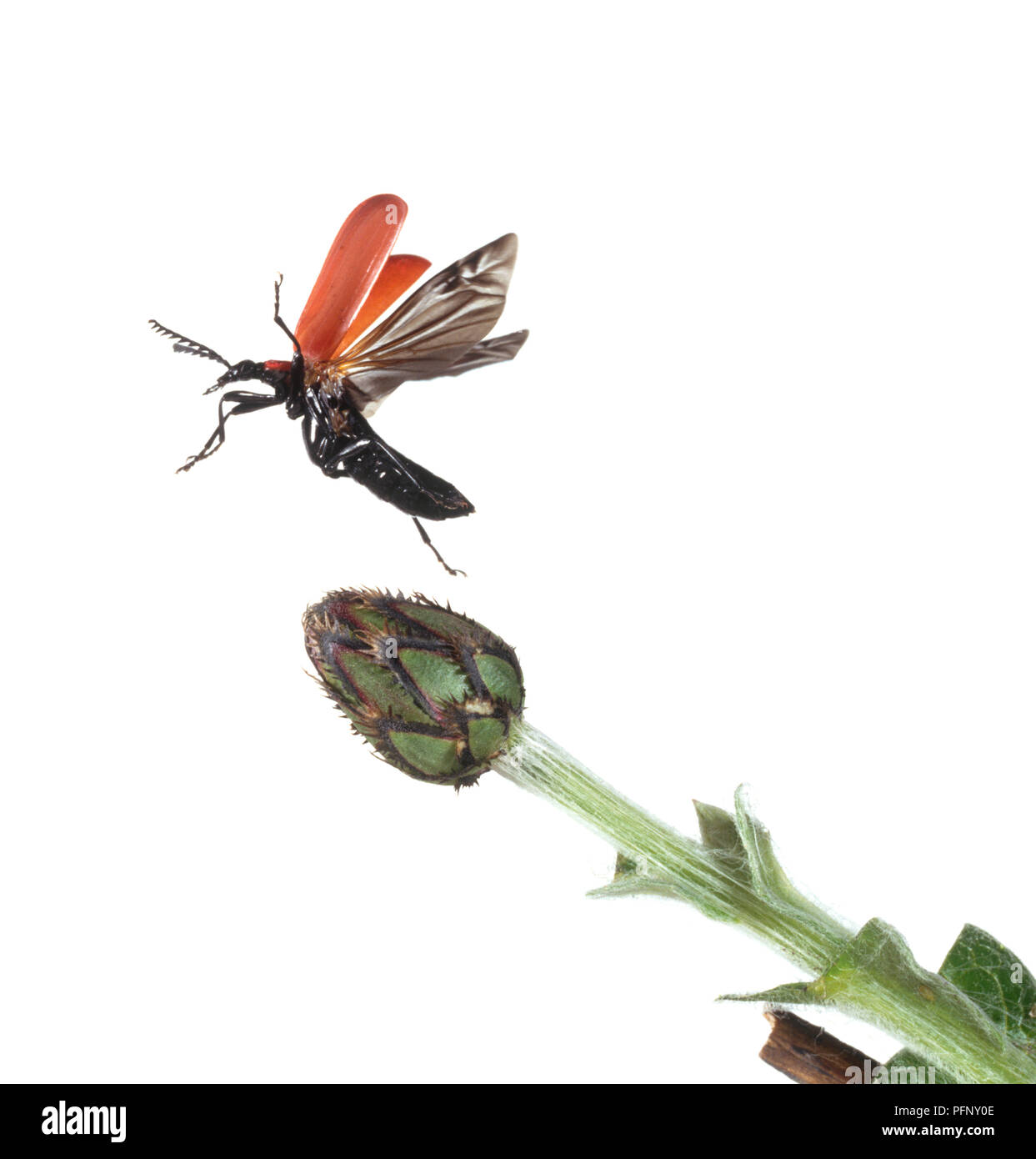 Cardinal beetle flying hi-res stock photography and images - Alamy
