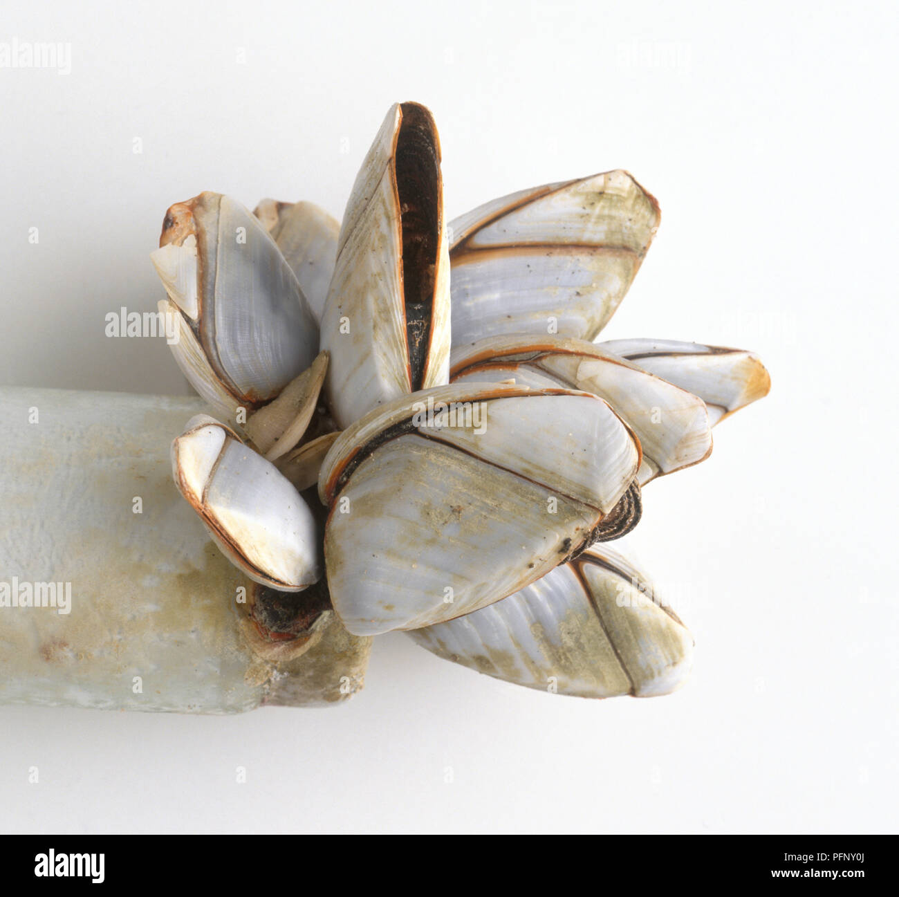 Cluster of Goose barnacle (Lepas anatifera), close-up Stock Photo - Alamy