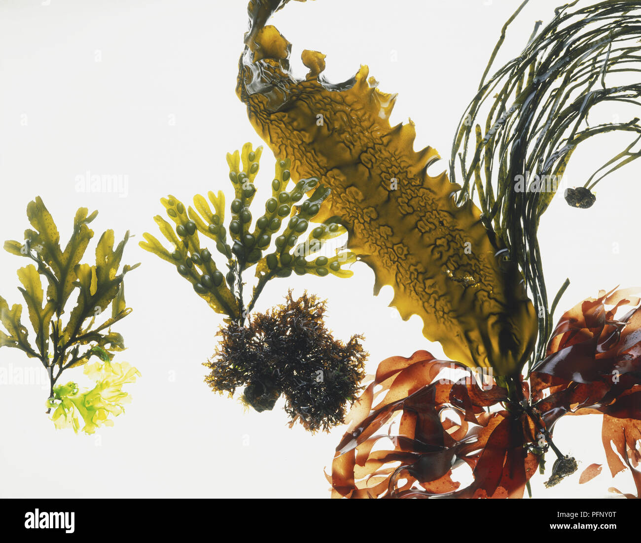 Group of Seaweed and Algae, including Sugar Kelp, Bladder Wrack ...