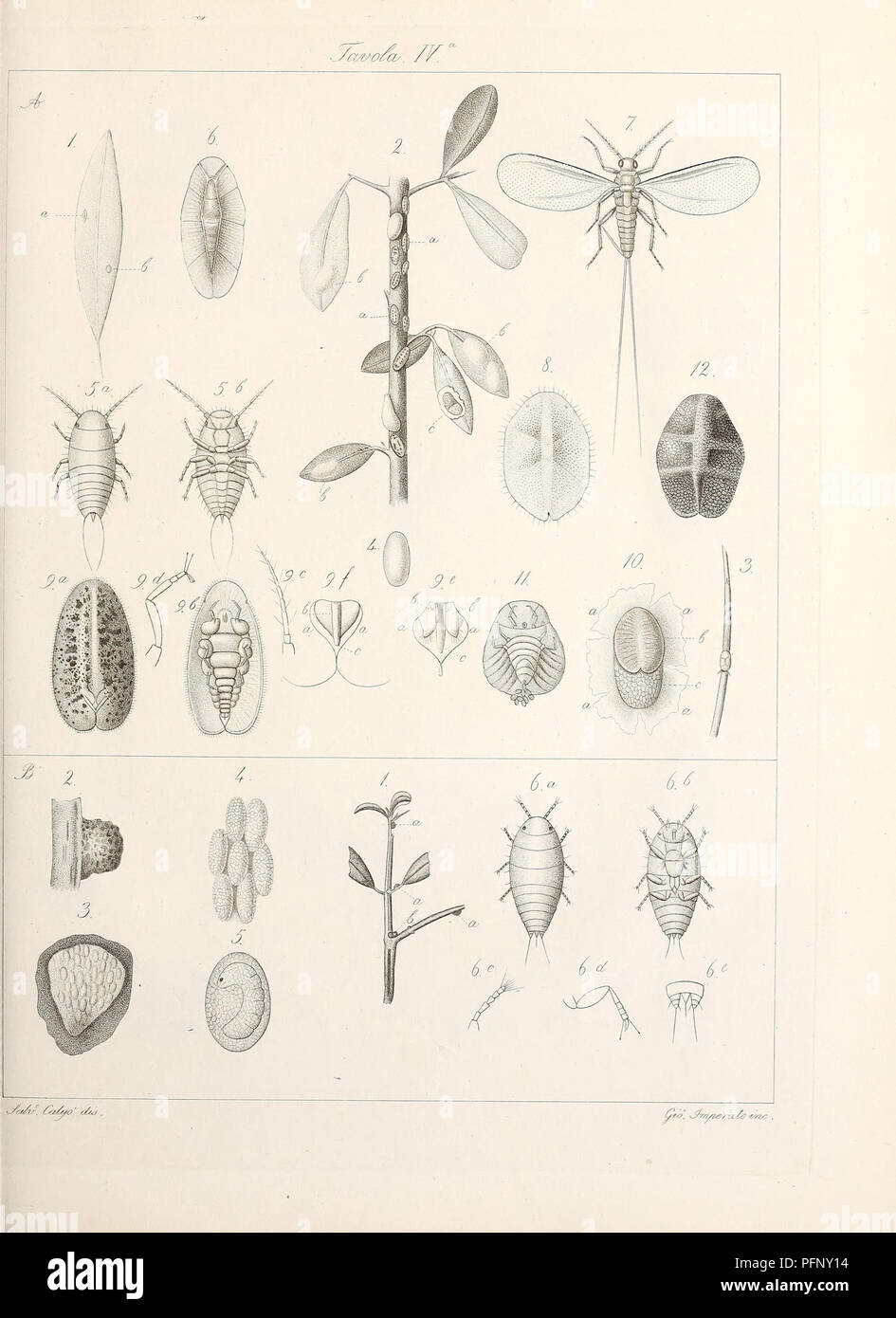 This work details the insect pests that attack olive trees and their ...