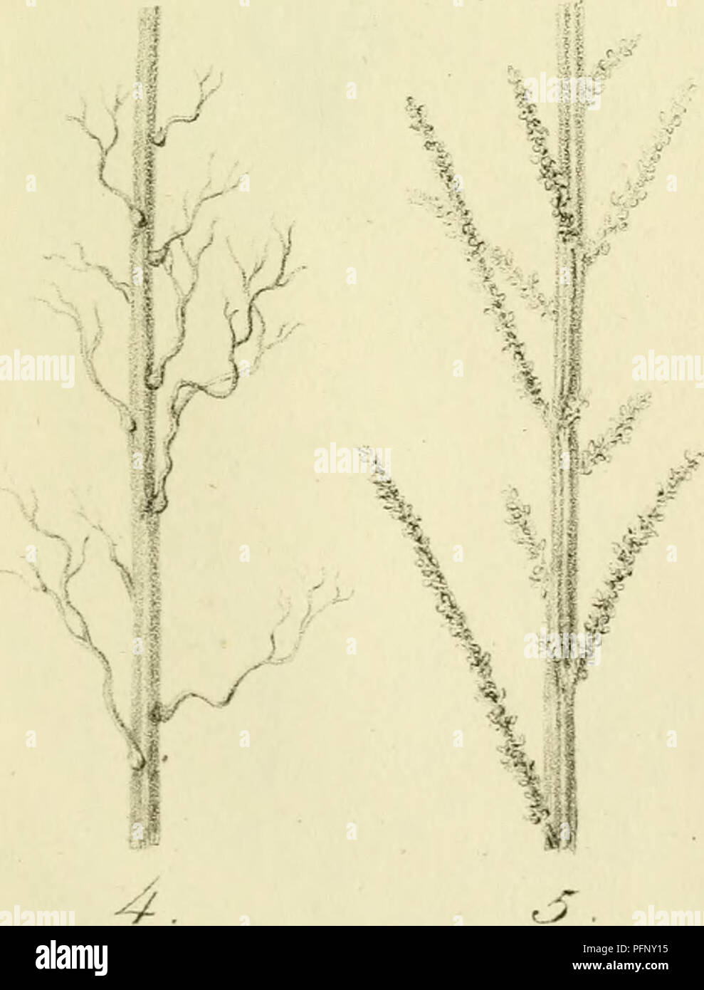 This botanical dissertation discusses the construction and ...