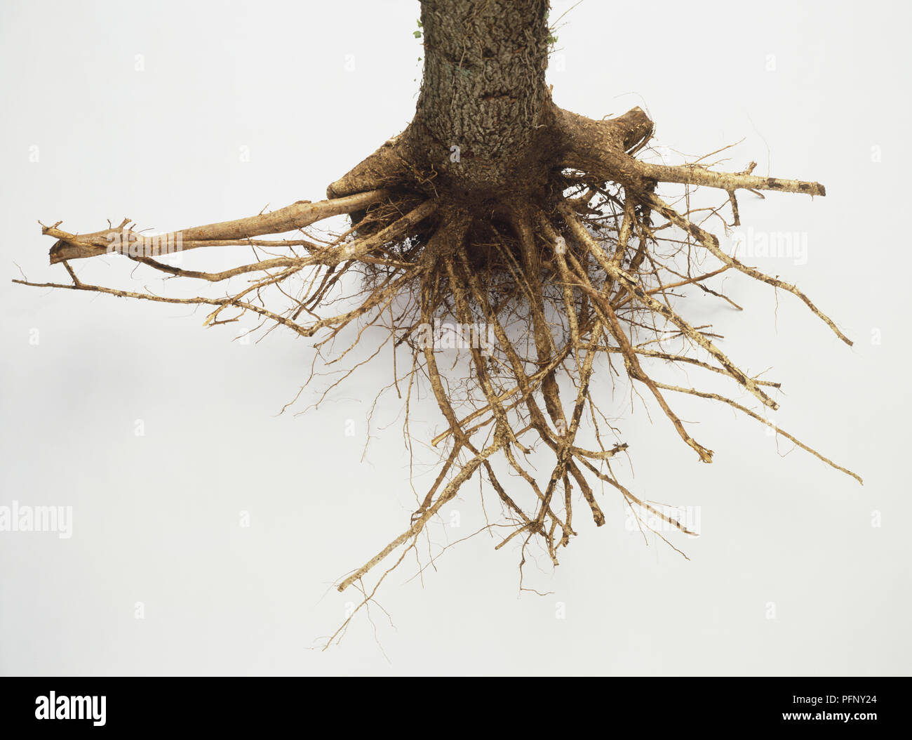 Tree root growing from bottom of trunk, high angle view Stock Photo - Alamy