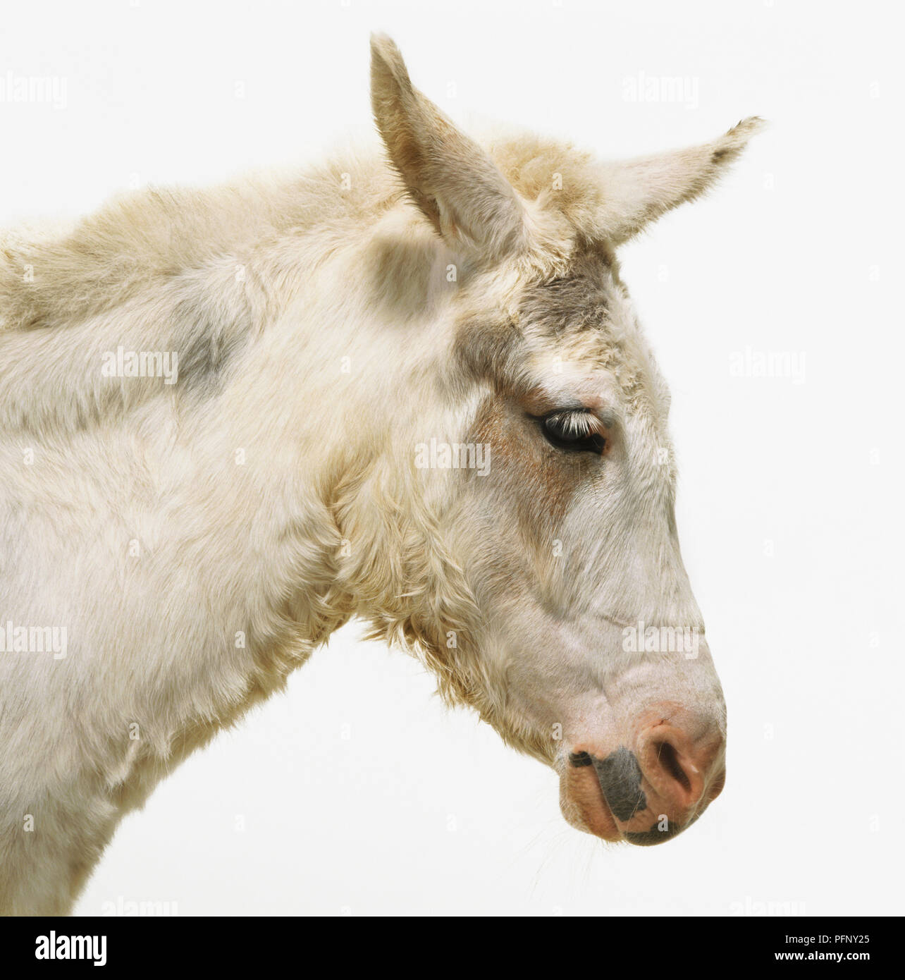 Donkey, one ear forward, one ear back, profile Stock Photo - Alamy