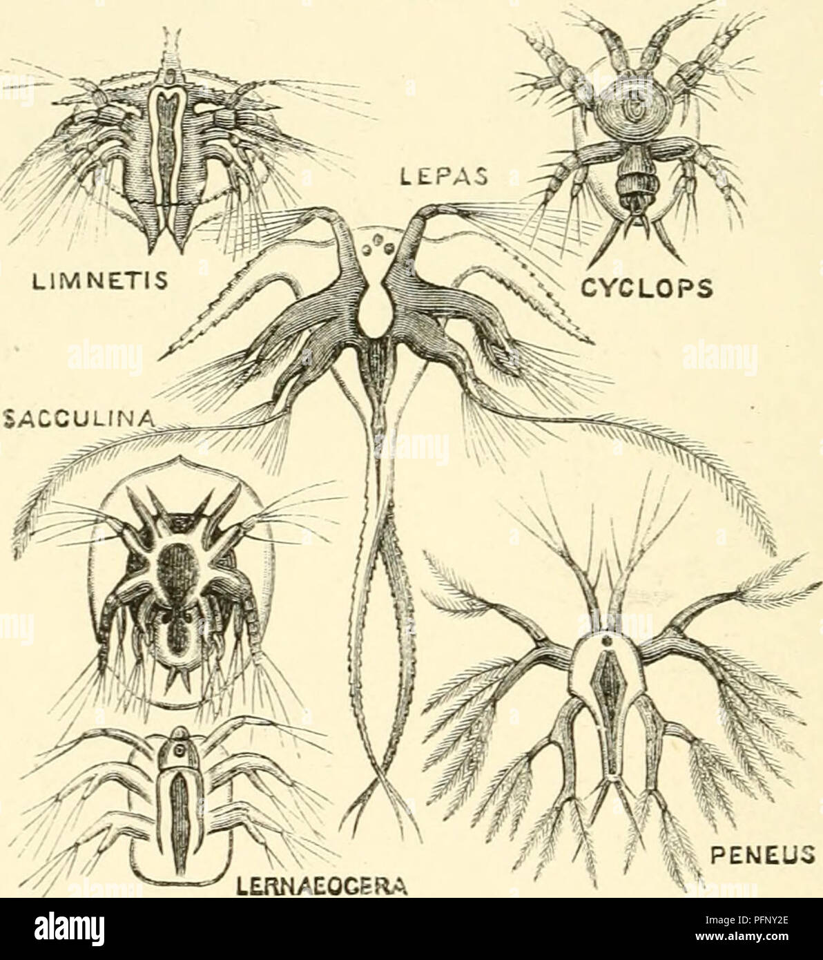 Nauplius crustacea hi-res stock photography and images - Alamy