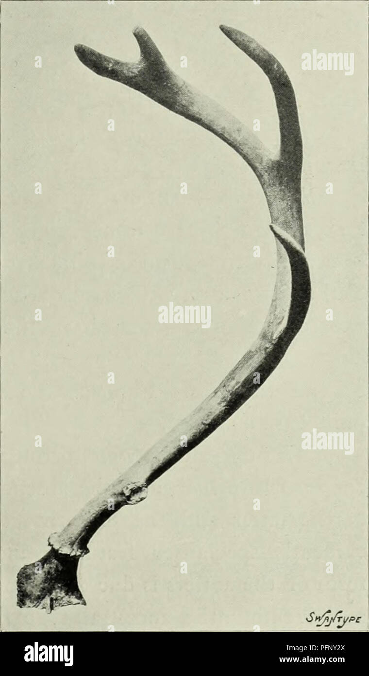 . The deer of all lands; a history of the family Cervidæ living and ...