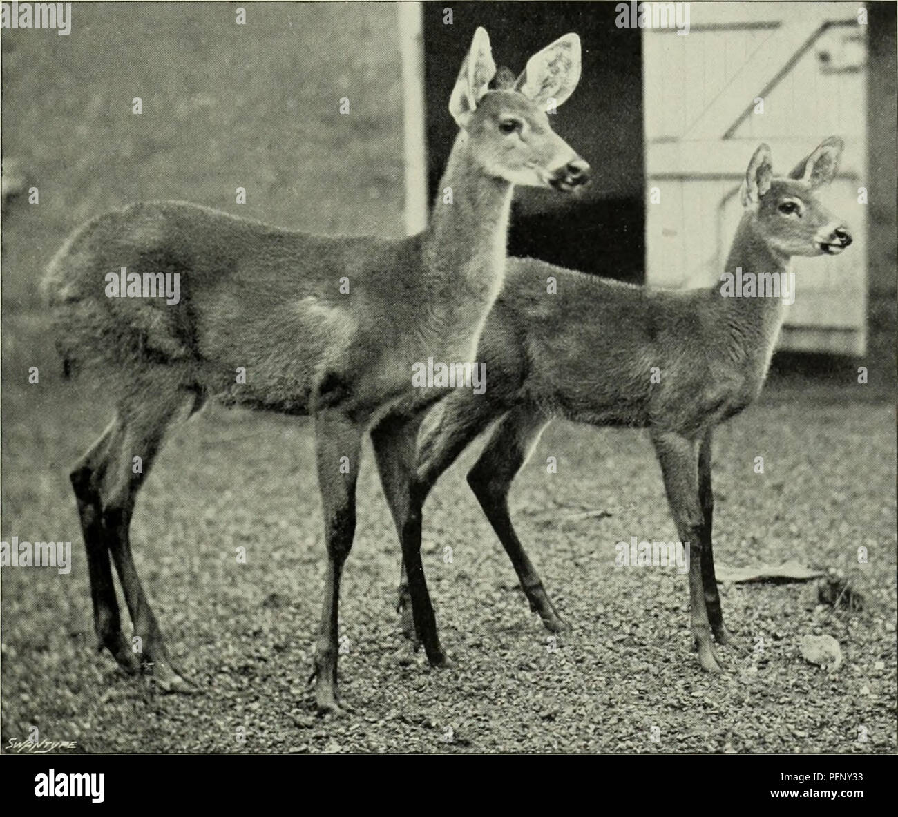 . The deer of all lands; a history of the family Cervidæ living and ...