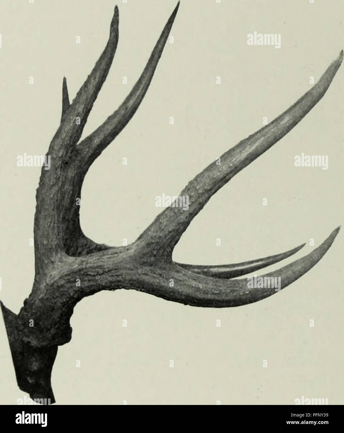 . The deer of all lands; a history of the family Cervidæ living and ...