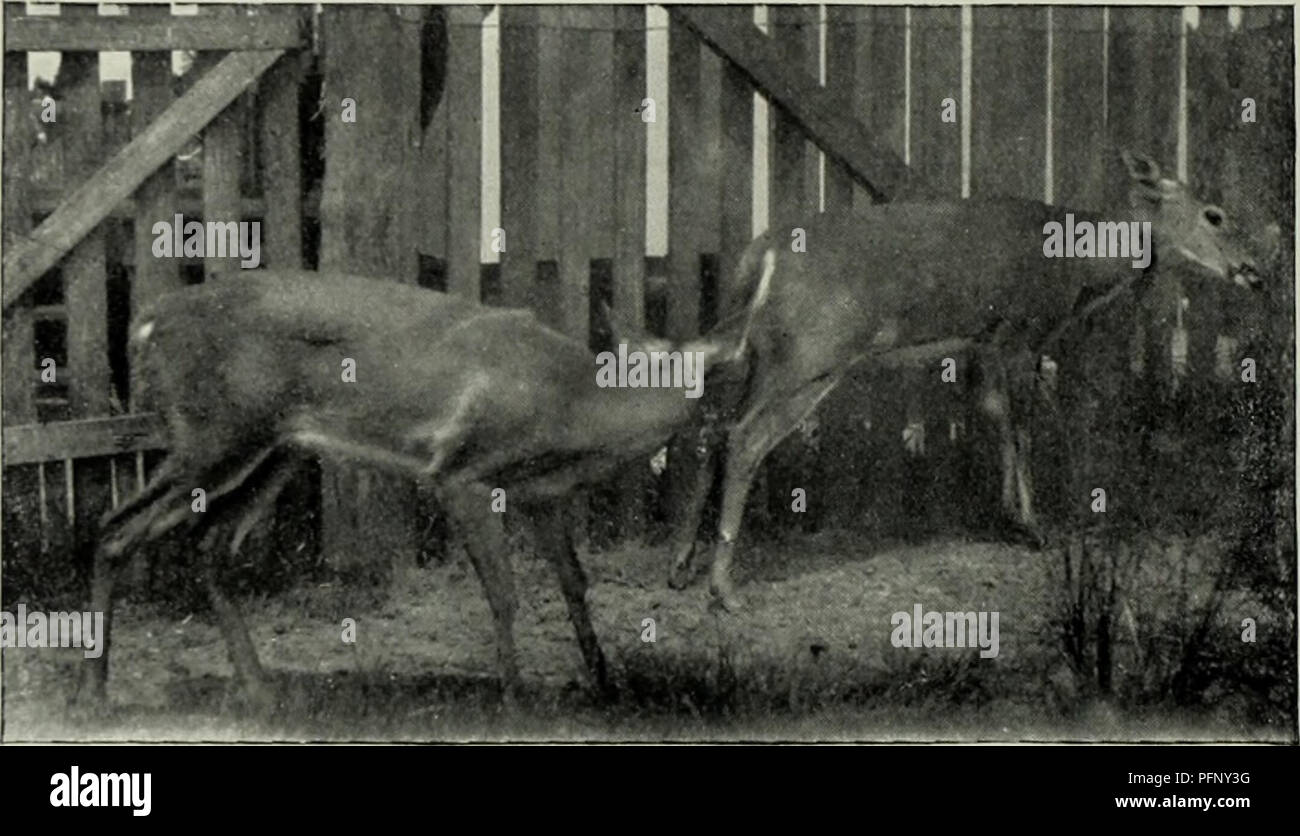 . The deer of all lands; a history of the family Cervidæ living and ...