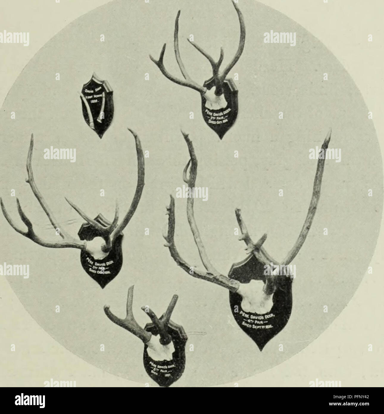 A historical and zoological study on the family Cervidae, examining ...
