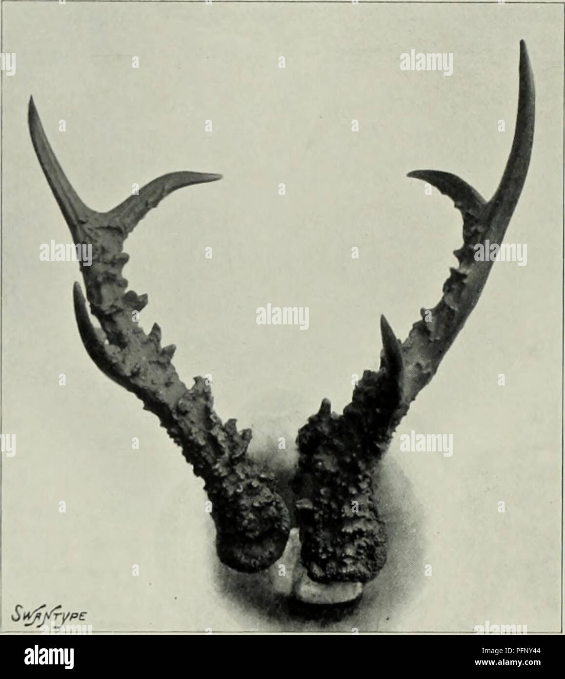 This text describes various species within the Cervidae family ...