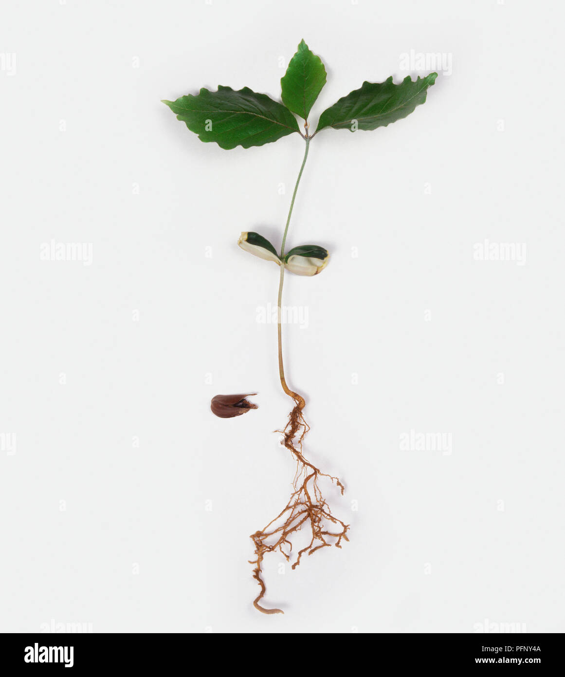 Fully developed and emerging green leaves on long stem, tangled roots ...