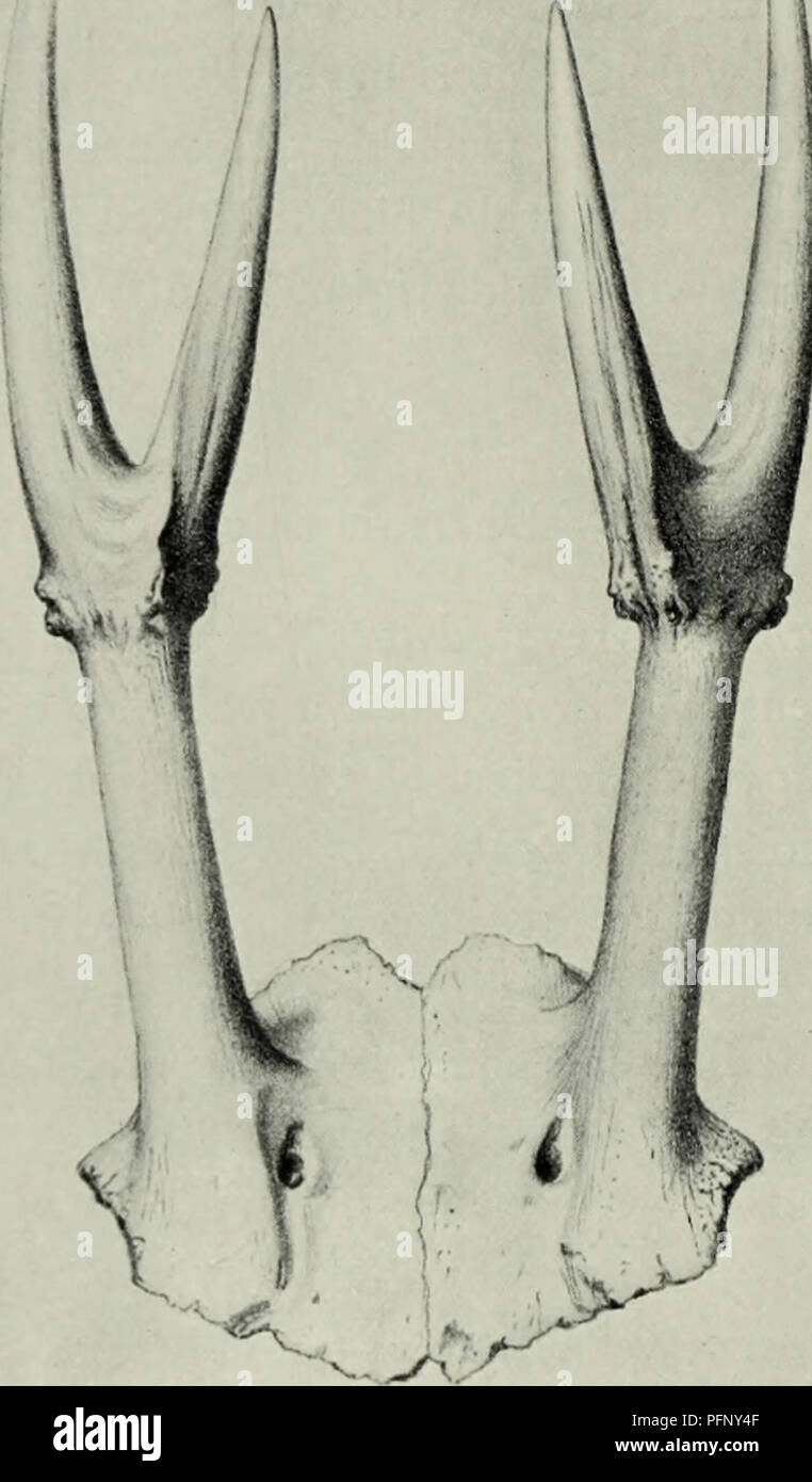 'The Deer of All Lands' provides a comprehensive history of the ...