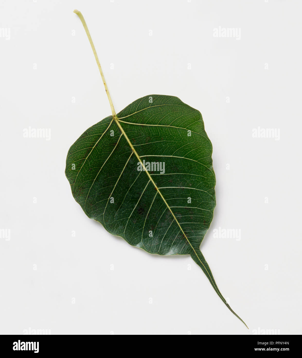 Bo tree leaf hi-res stock photography and images - Alamy