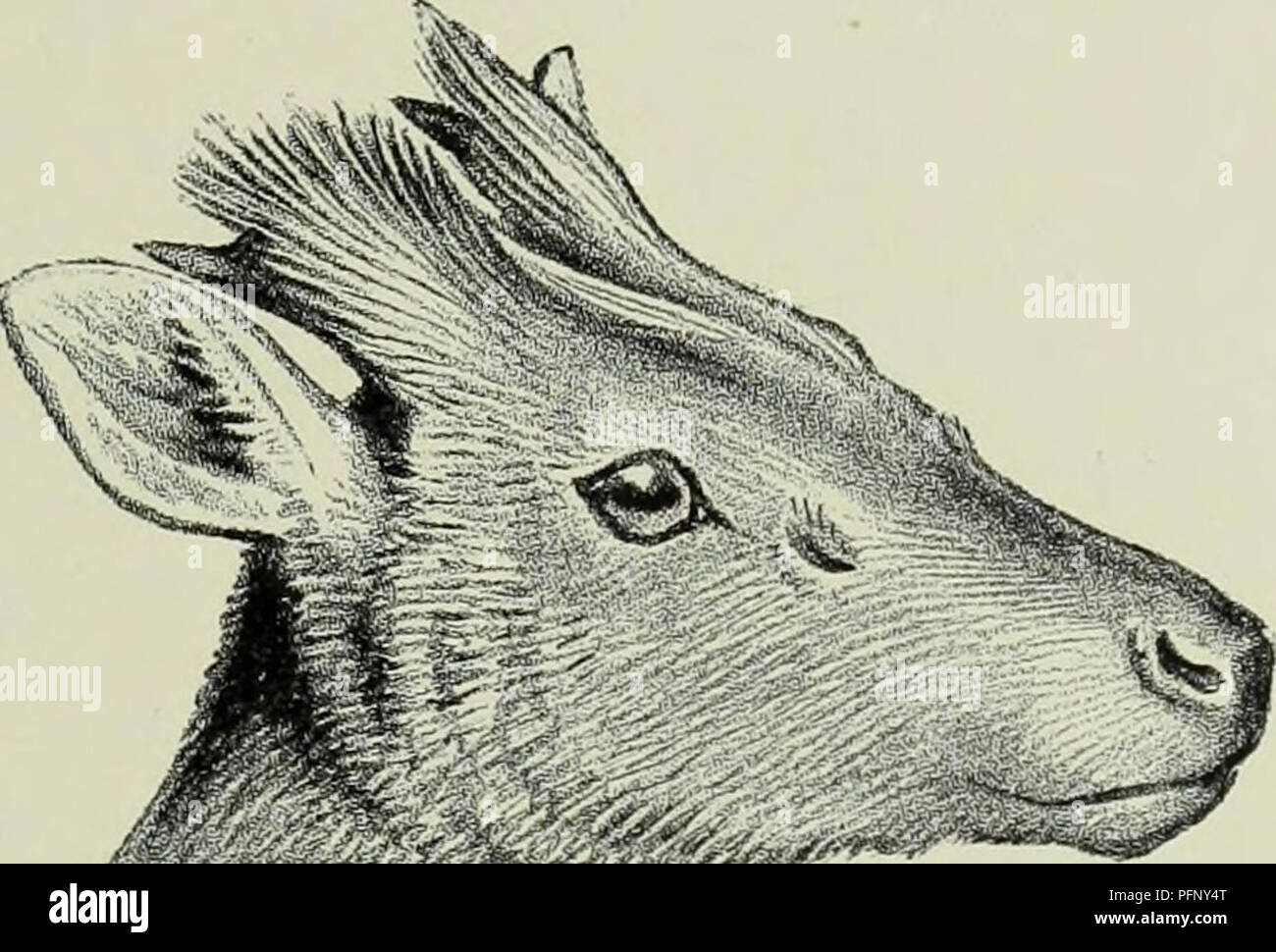 The Deer of all Lands details the family Cervidae, both living and ...