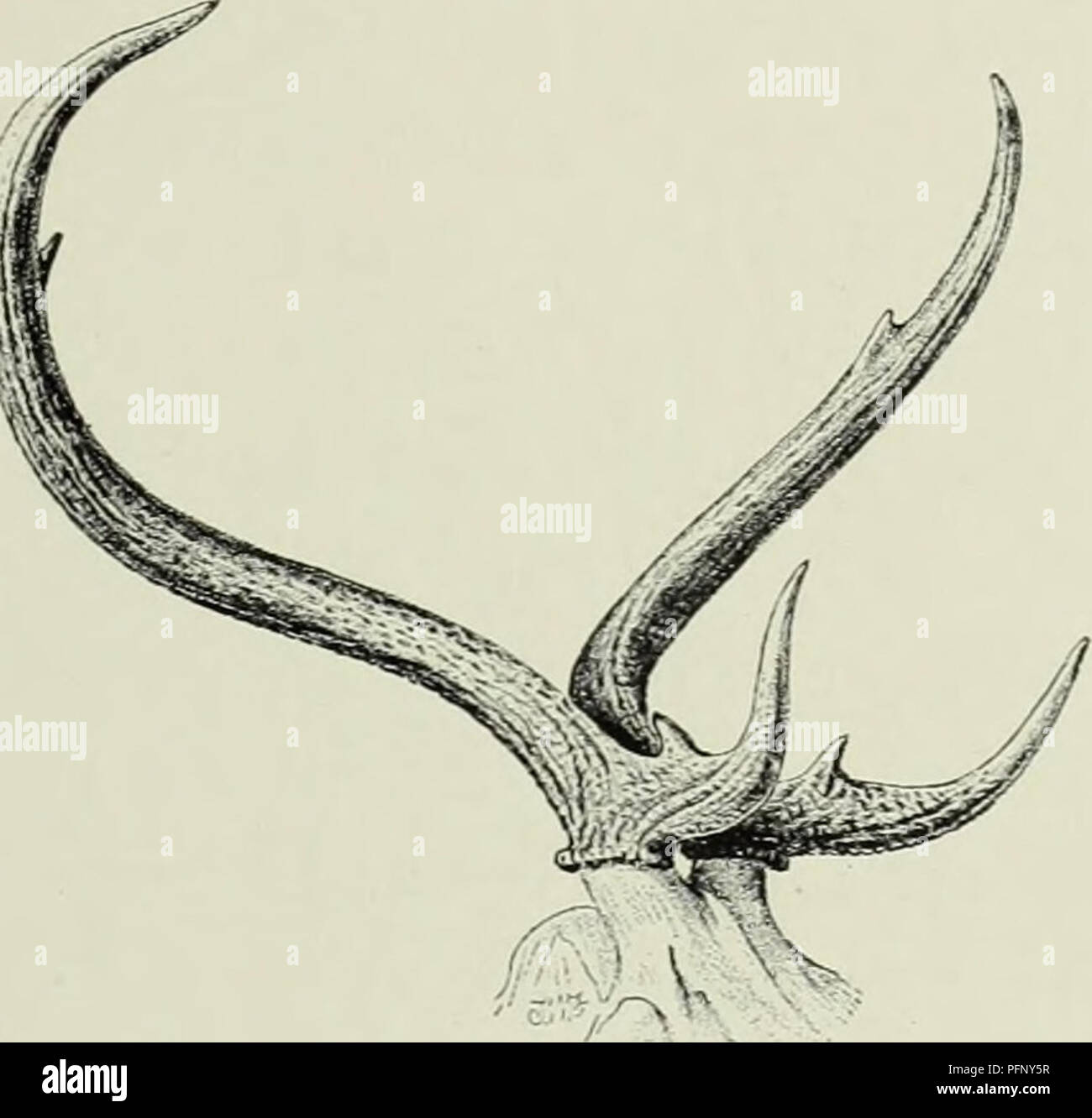 . The deer of all lands; a history of the family Cervidæ living and ...