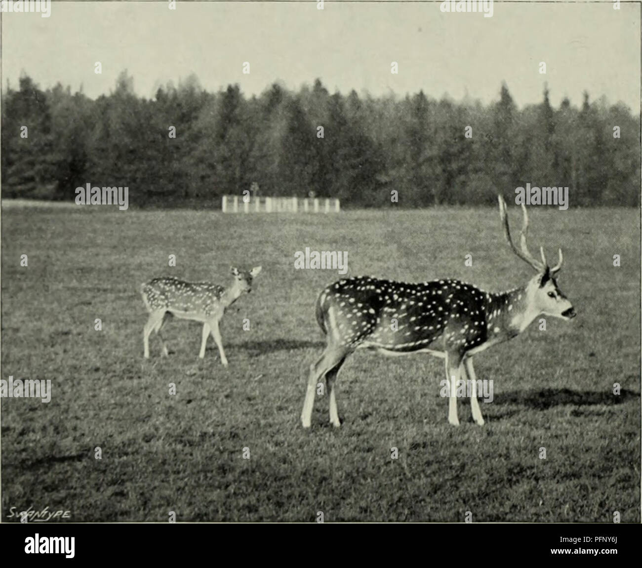 The Cervidae family, which includes all species of deer, is a diverse ...