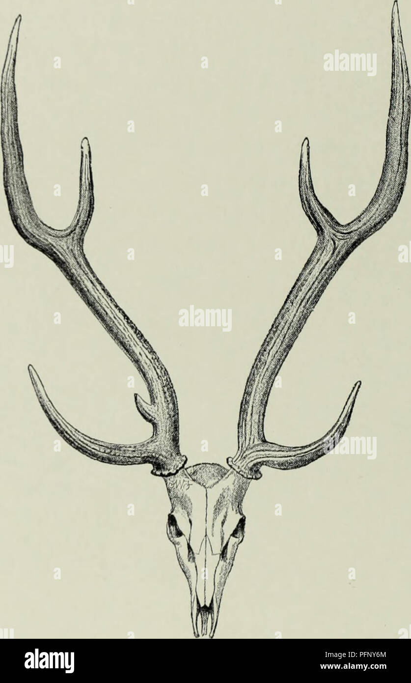 This book provides a detailed history of the Cervidae family, including ...