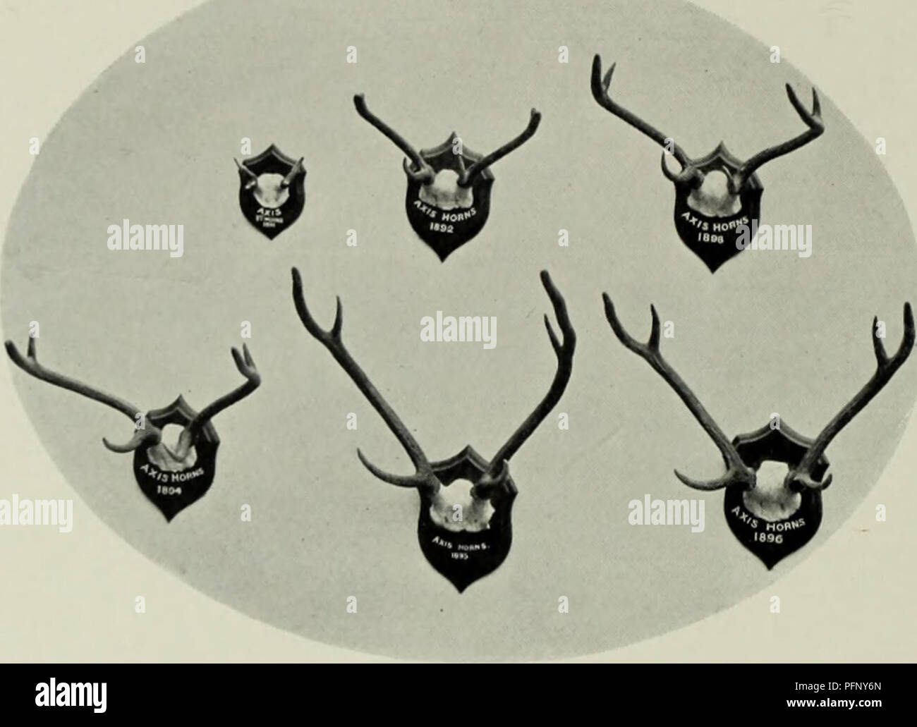 This work details the characteristics, habits, and evolution of deer ...