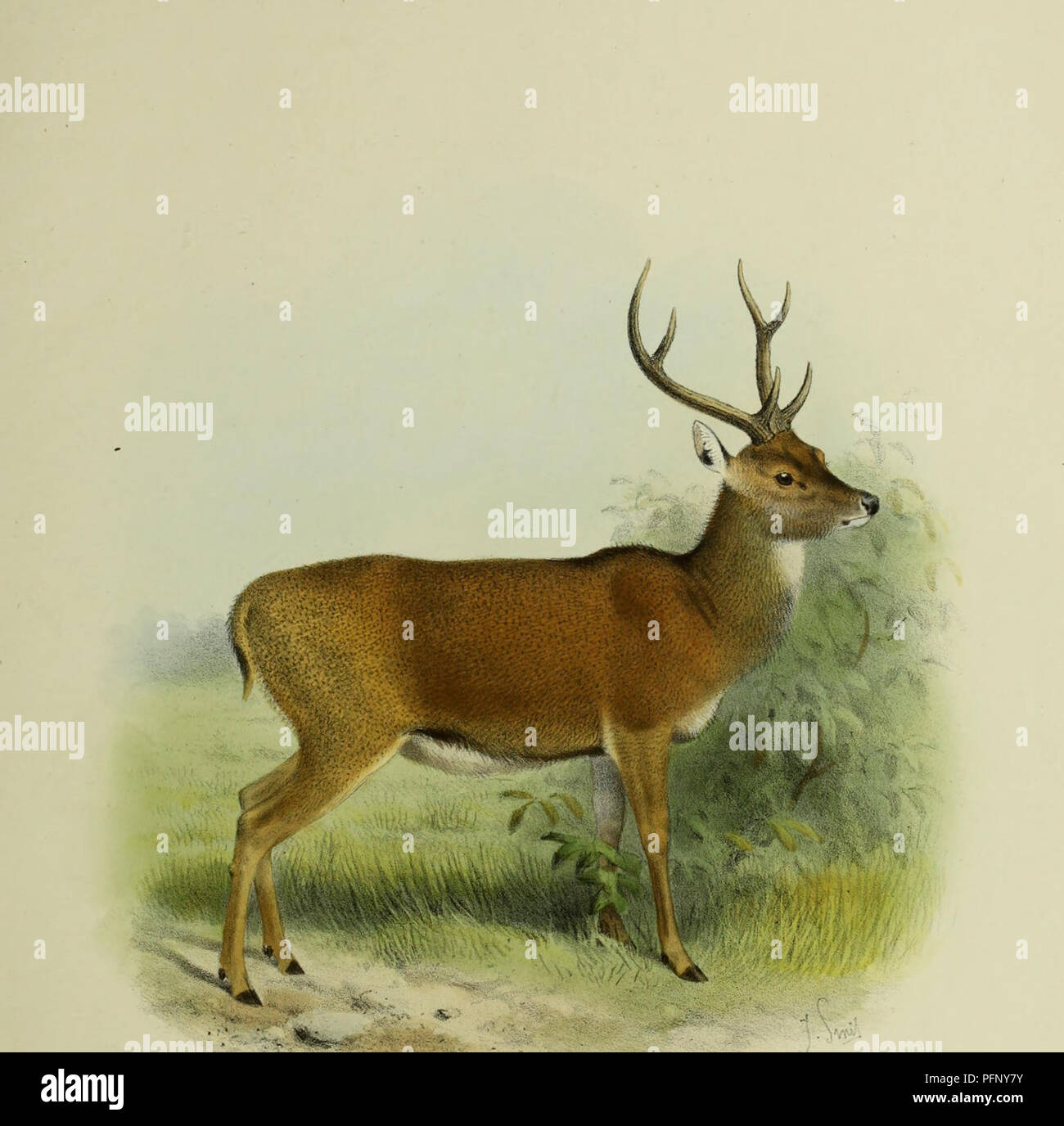 This book details the history of the Cervidae family, including both ...