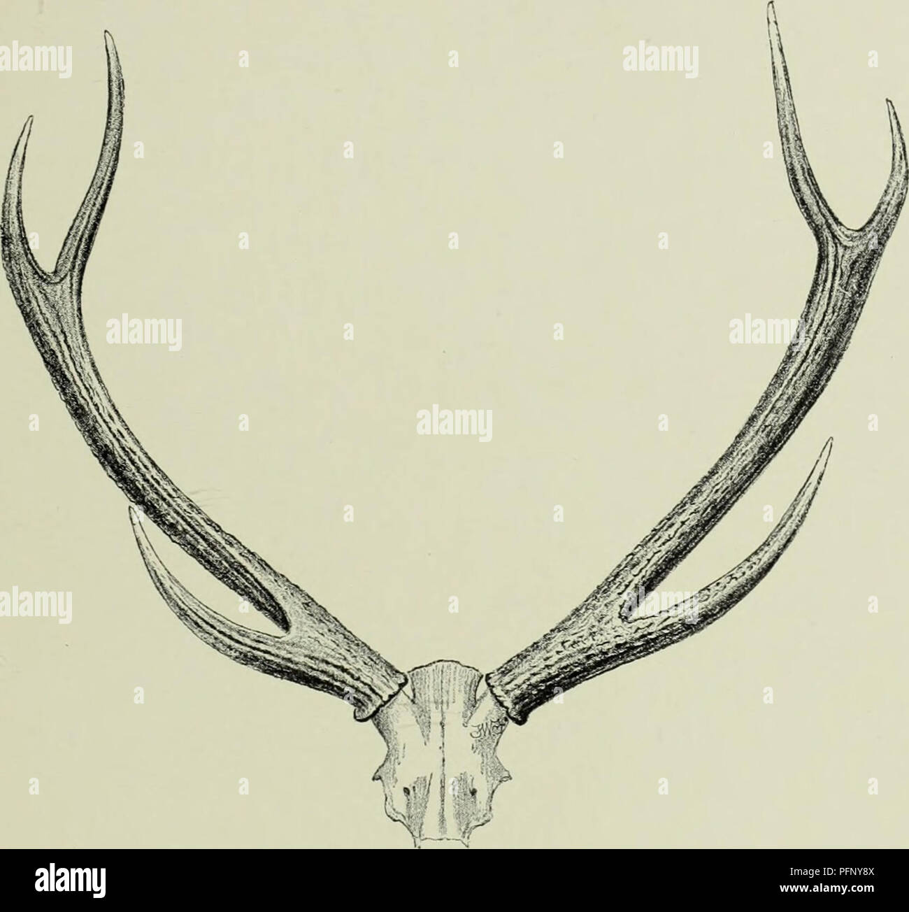 . The deer of all lands; a history of the family Cervidæ living and ...