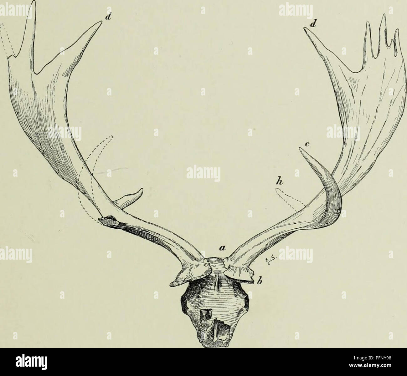 Cervus giganteus hi-res stock photography and images - Alamy