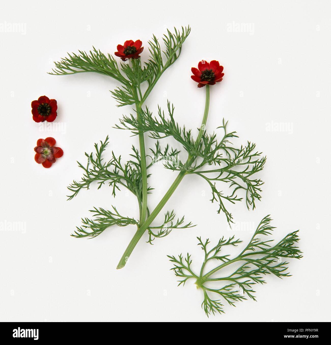 Adonis annua hi-res stock photography and images - Alamy