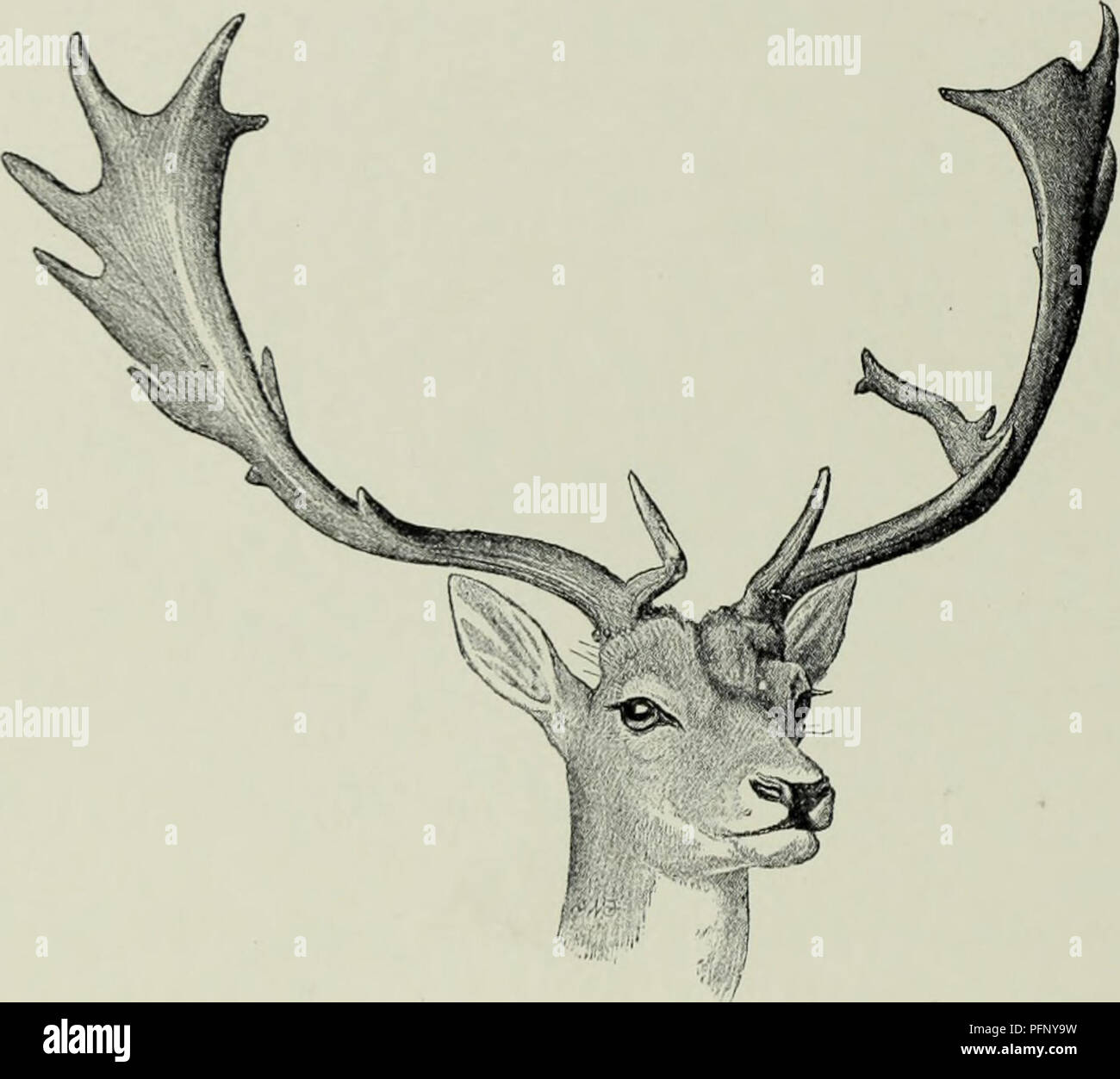 This work provides a comprehensive history of the Cervidae family, both ...