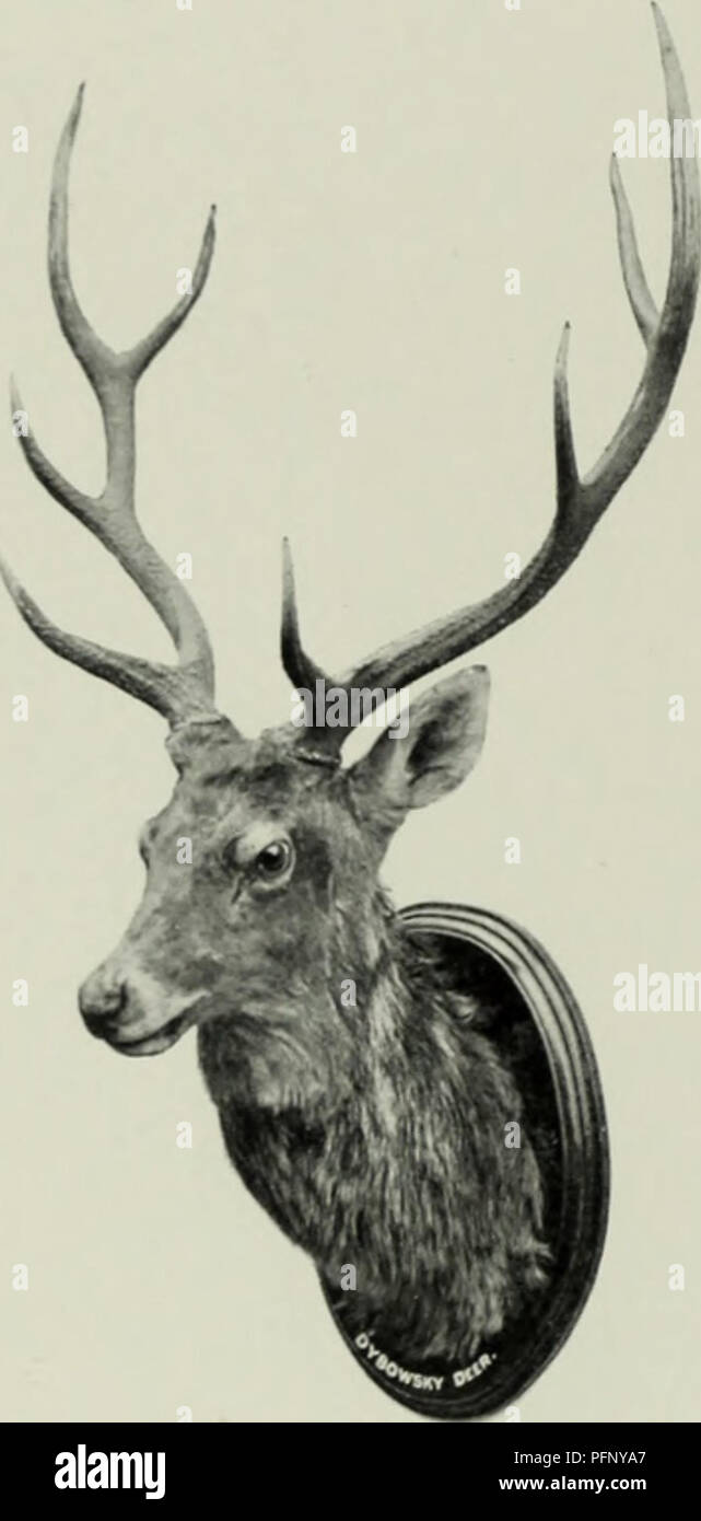 . The deer of all lands; a history of the family Cervidæ living and ...